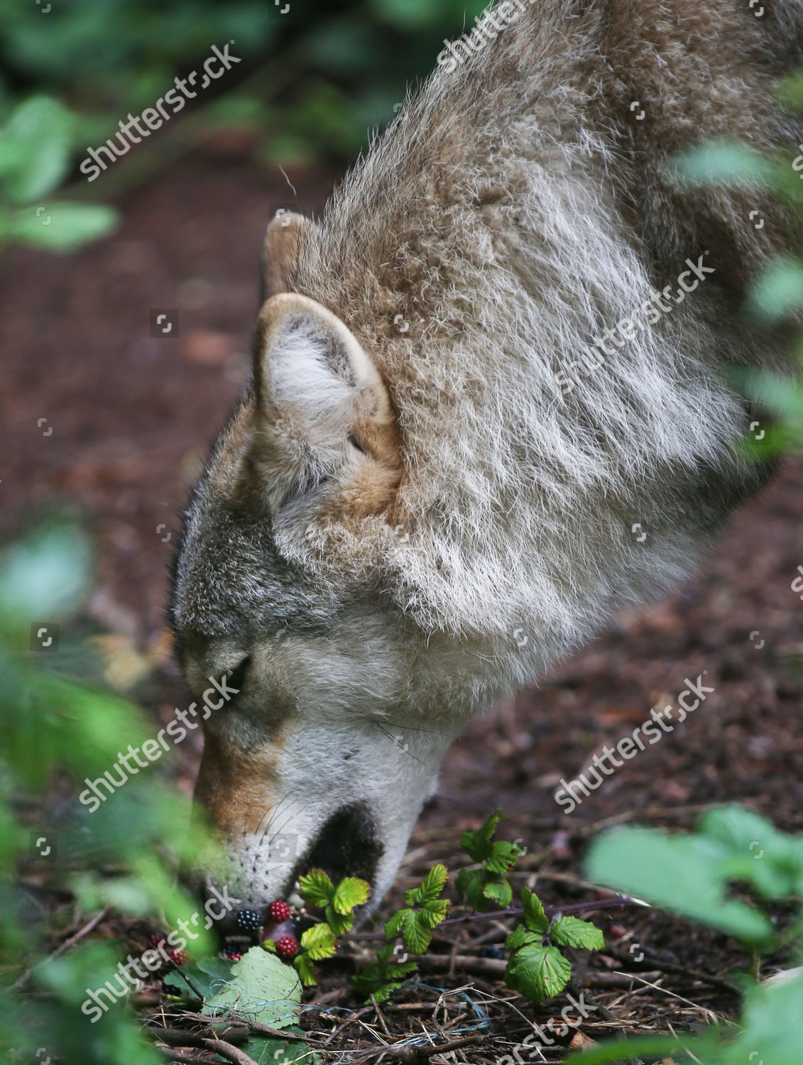 Wolves Eating Blackberries Editorial Stock Photo - Stock Image ...