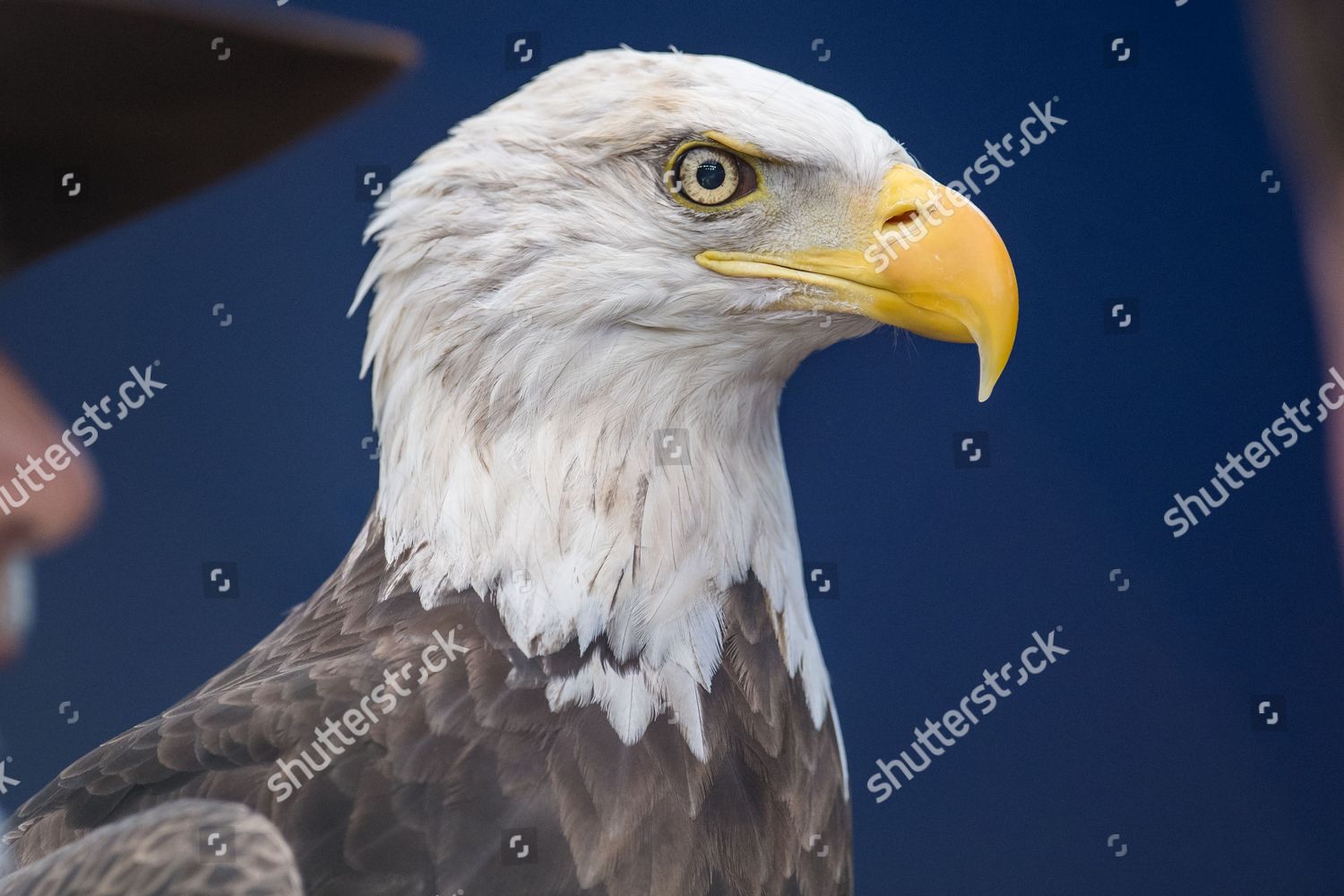Challenger Bald Eagle On Hand Make Editorial Stock Photo - Stock Image ...