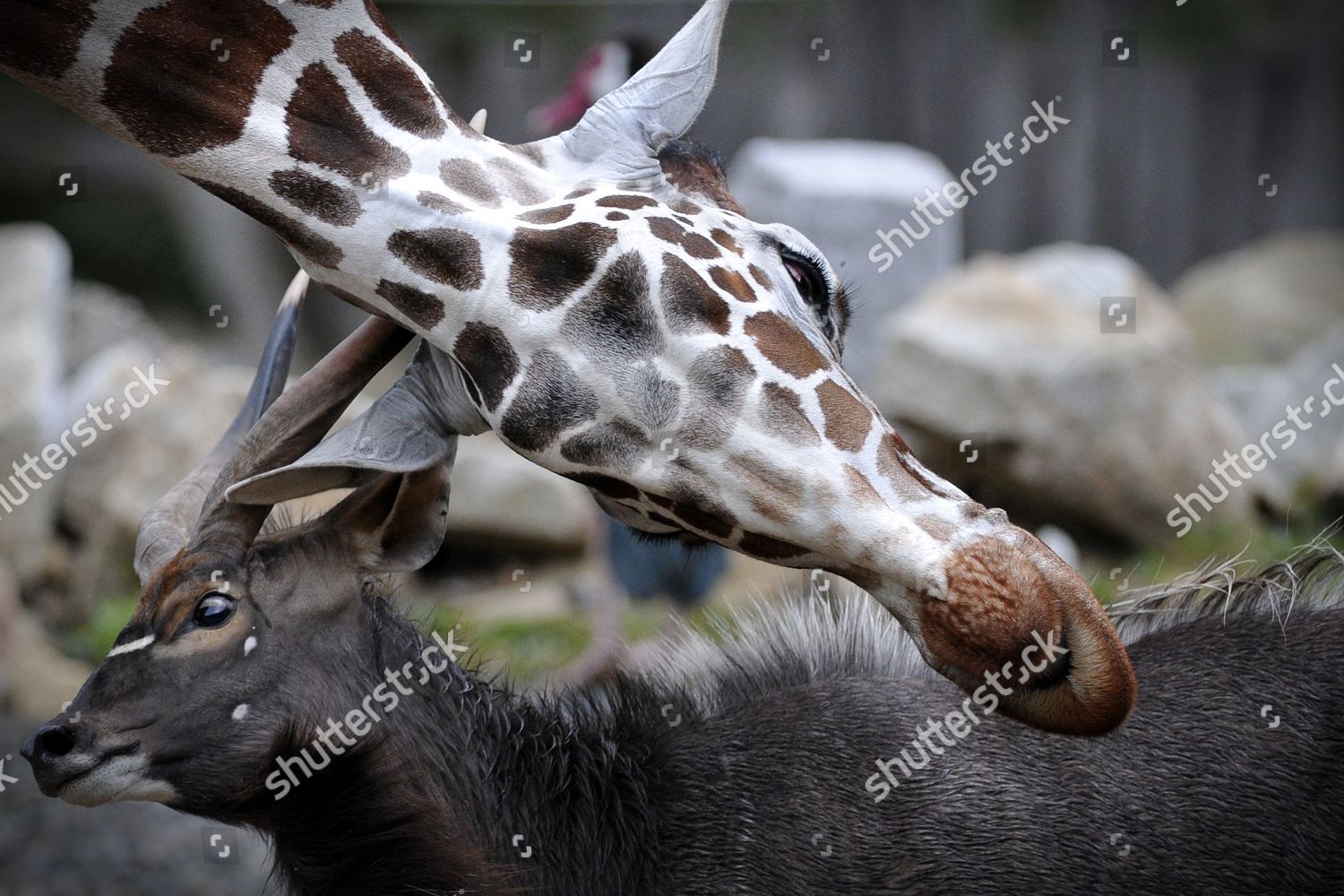 Antelope Attacking Reticulated Giraffe Editorial Stock Photo - Stock ...