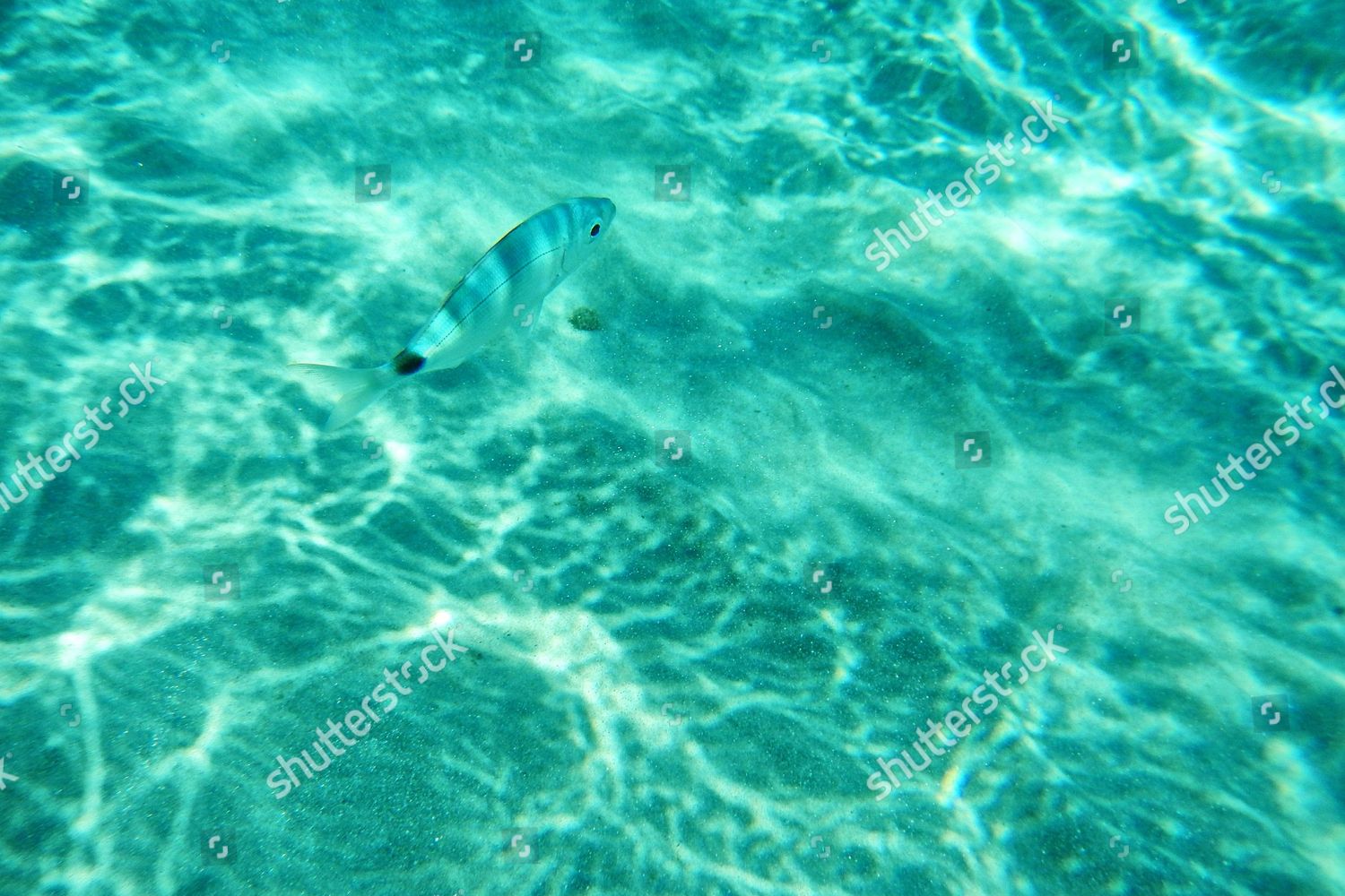 Small Fish Swim Waters Elafonisos Island Editorial Stock Photo - Stock ...