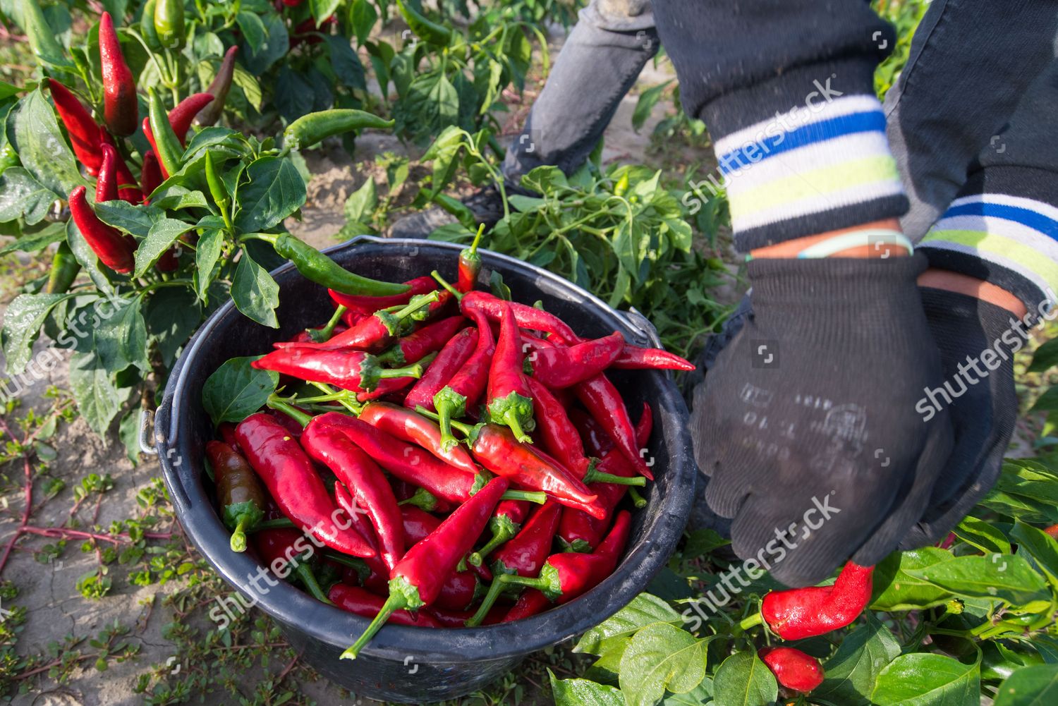 Paprika Harvest Had Started World Renowned Editorial Stock Photo ...
