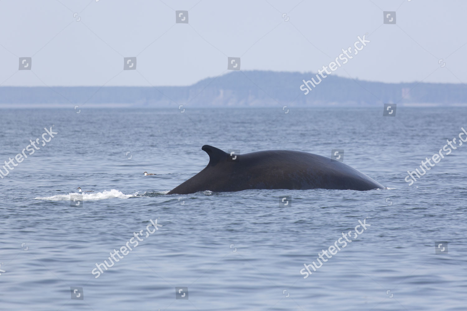 Humpback Whale Bay Fundy Editorial Stock Photo - Stock Image | Shutterstock