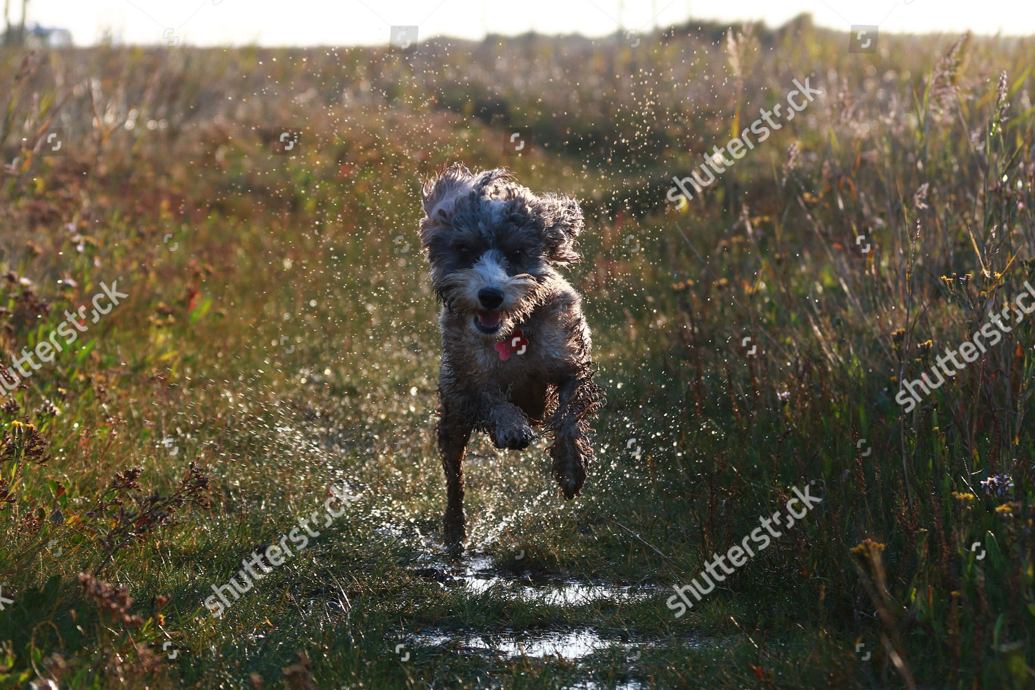 Cookie Cockapoo Dog Splashes Through Sodden Editorial Stock Photo ...