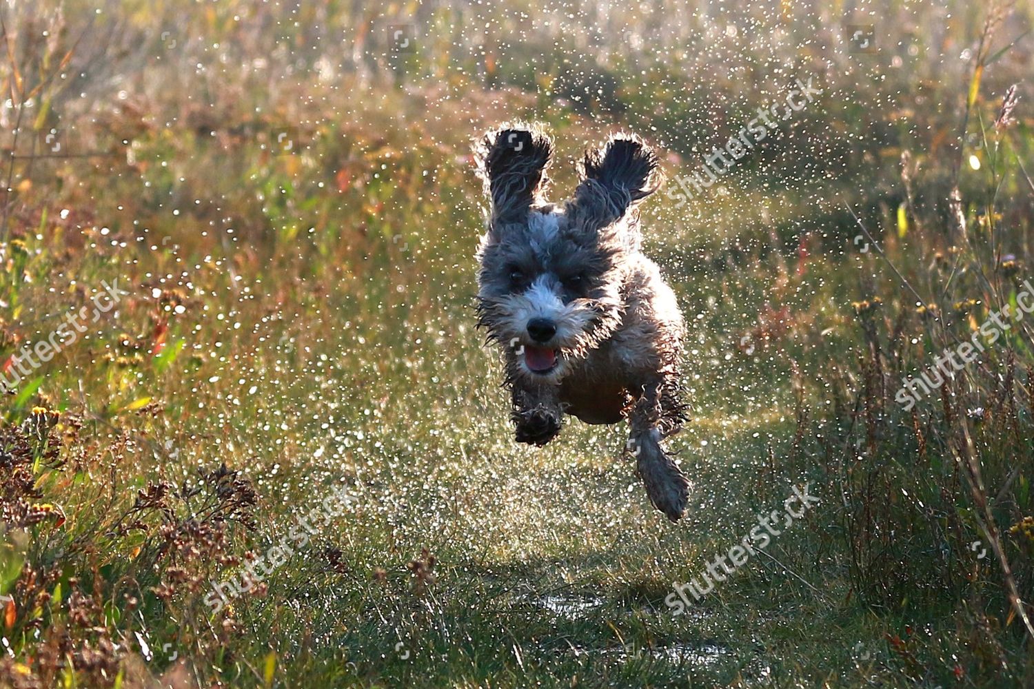 Cookie Cockapoo Dog Splashes Through Sodden Editorial Stock Photo ...