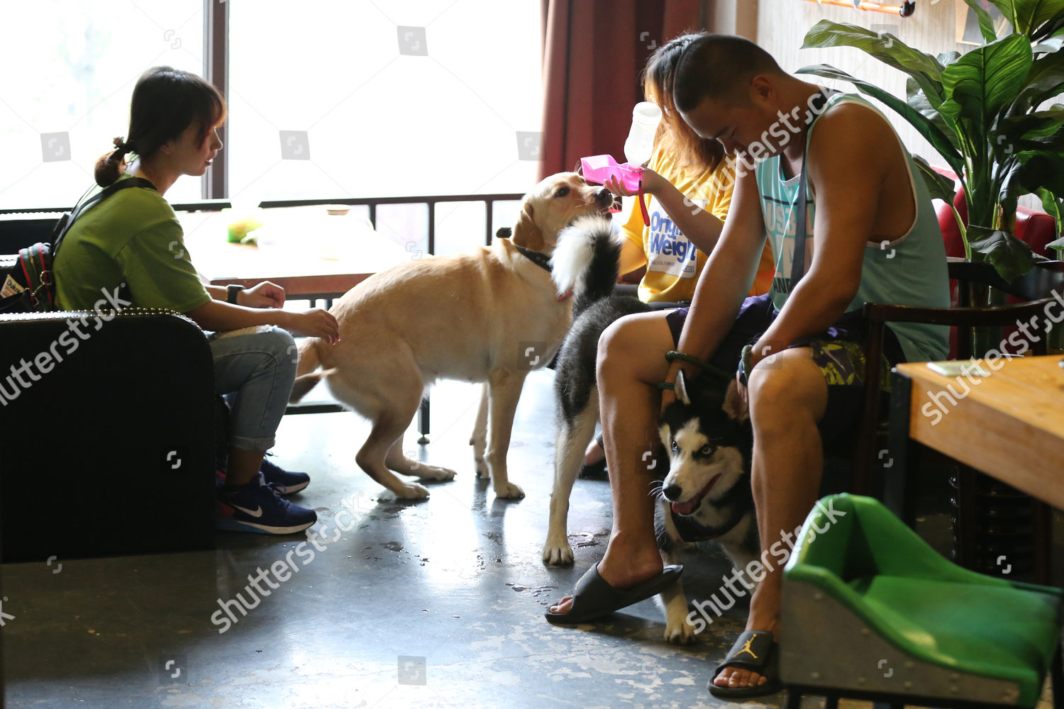 People Eat Their Dogs Pet Themed Editorial Stock Photo - Stock Image ...
