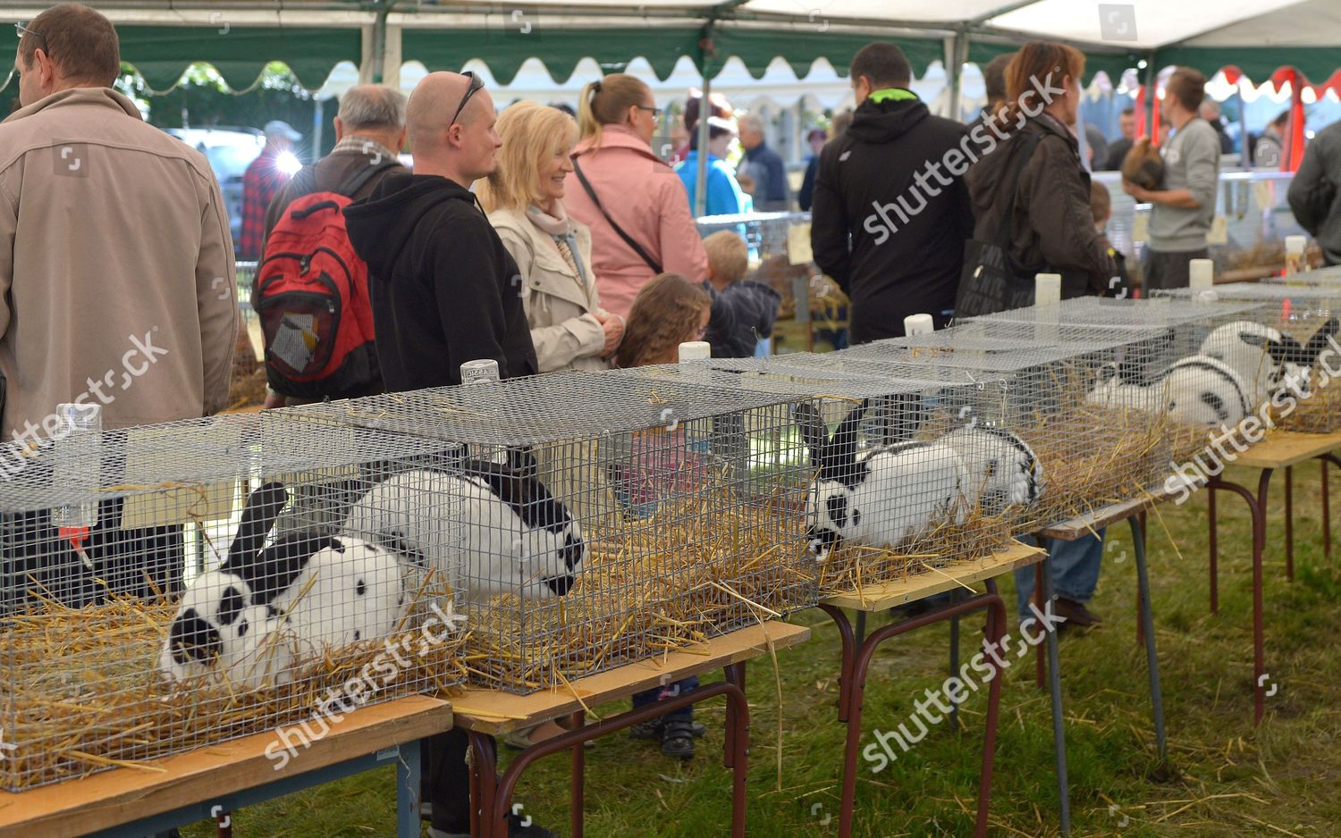 Visitor View Rabbits Their Cages During Editorial Stock Photo - Stock ...