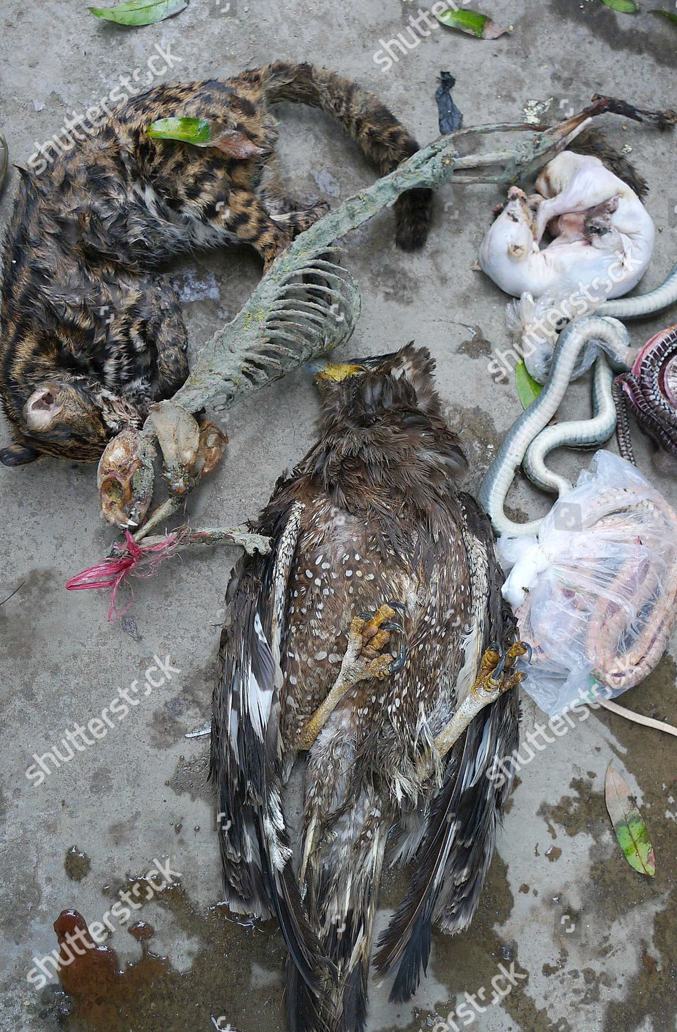 Dead Wild Animals Found During Campaign Editorial Stock Photo - Stock ...
