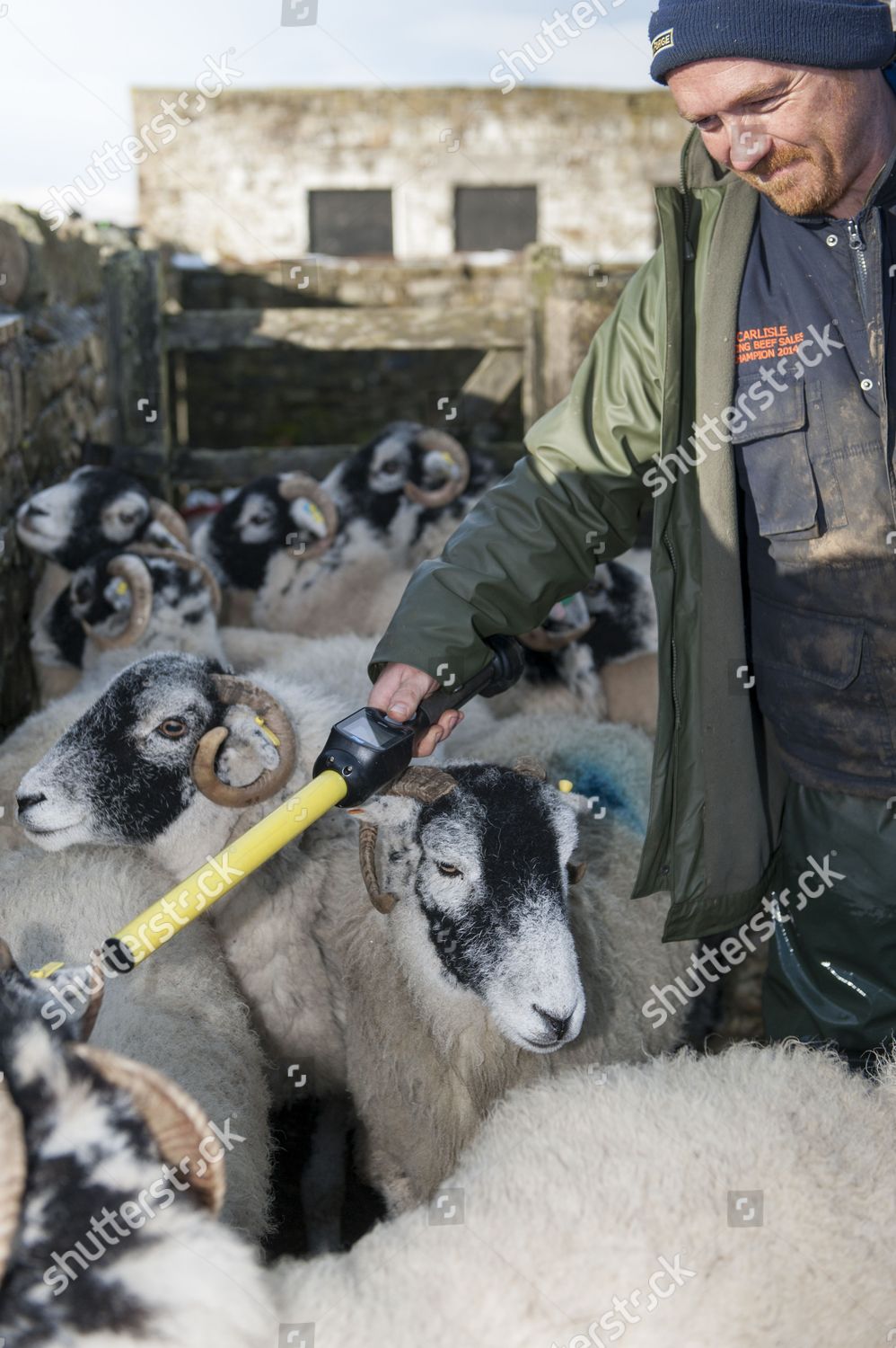 Farmer Reading Electronic Identification Tags Sheep Editorial Stock ...