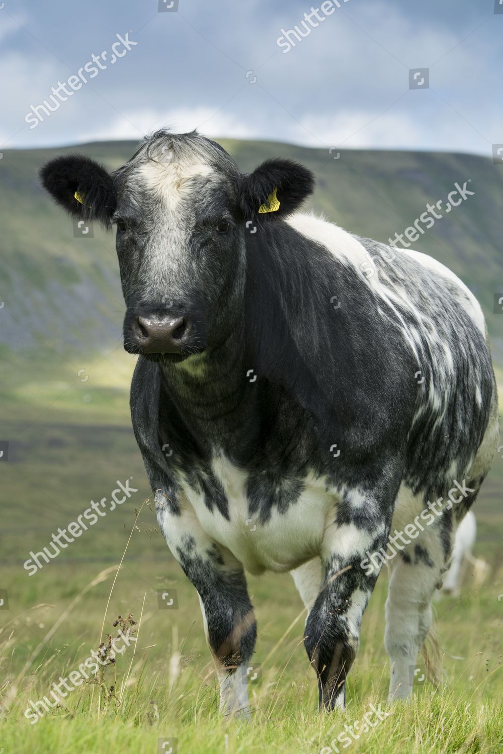 Herd Pedigree British Blue Cattle On Editorial Stock Photo - Stock ...