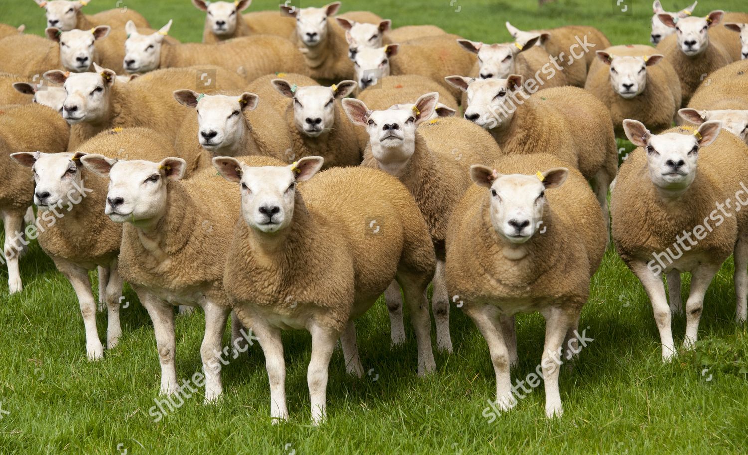 Flock Texel Sheep On Fresh Pasture Editorial Stock Photo - Stock Image ...