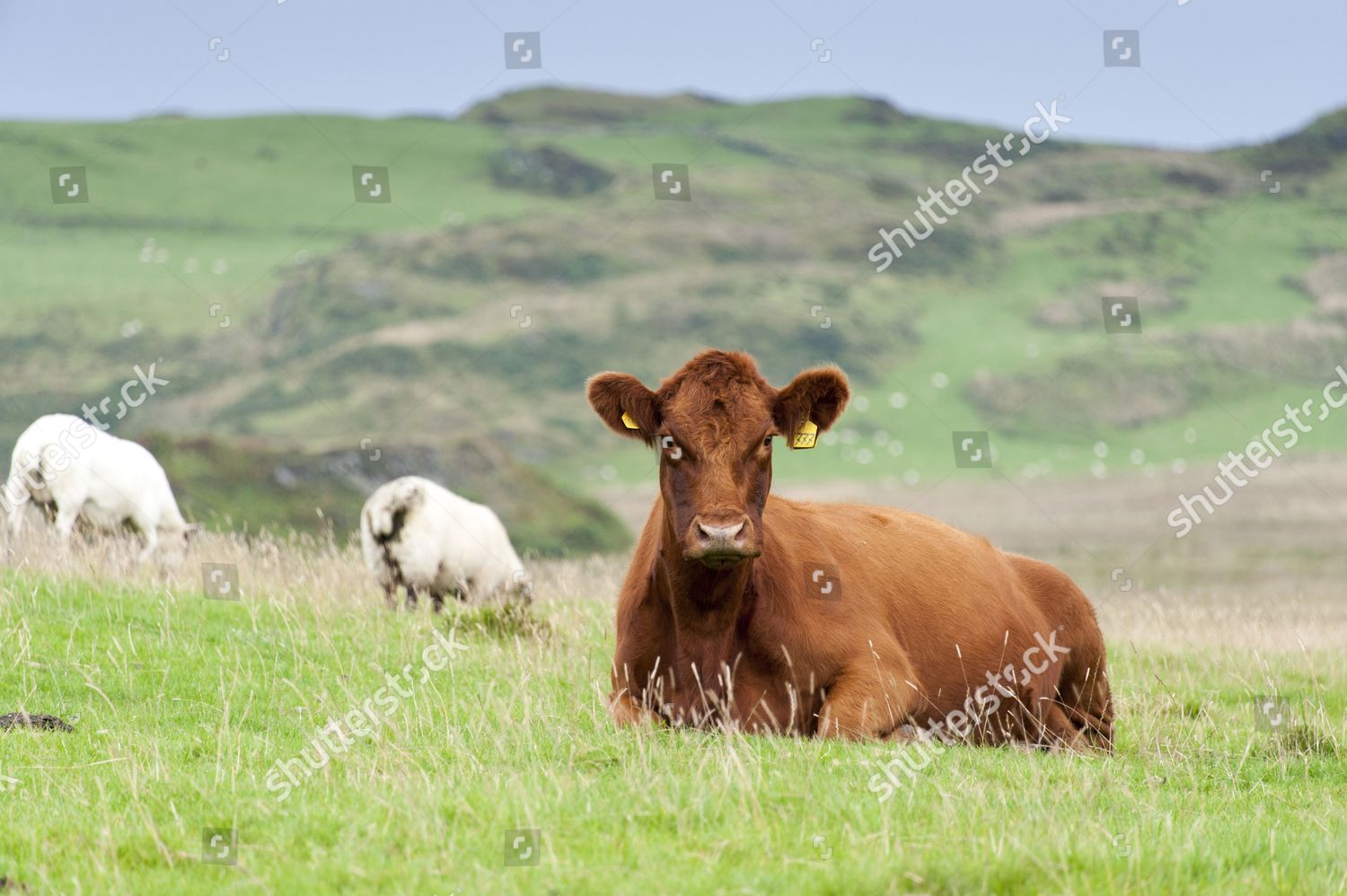 Luing Cattle British Native Beef Breed Editorial Stock Photo - Stock ...