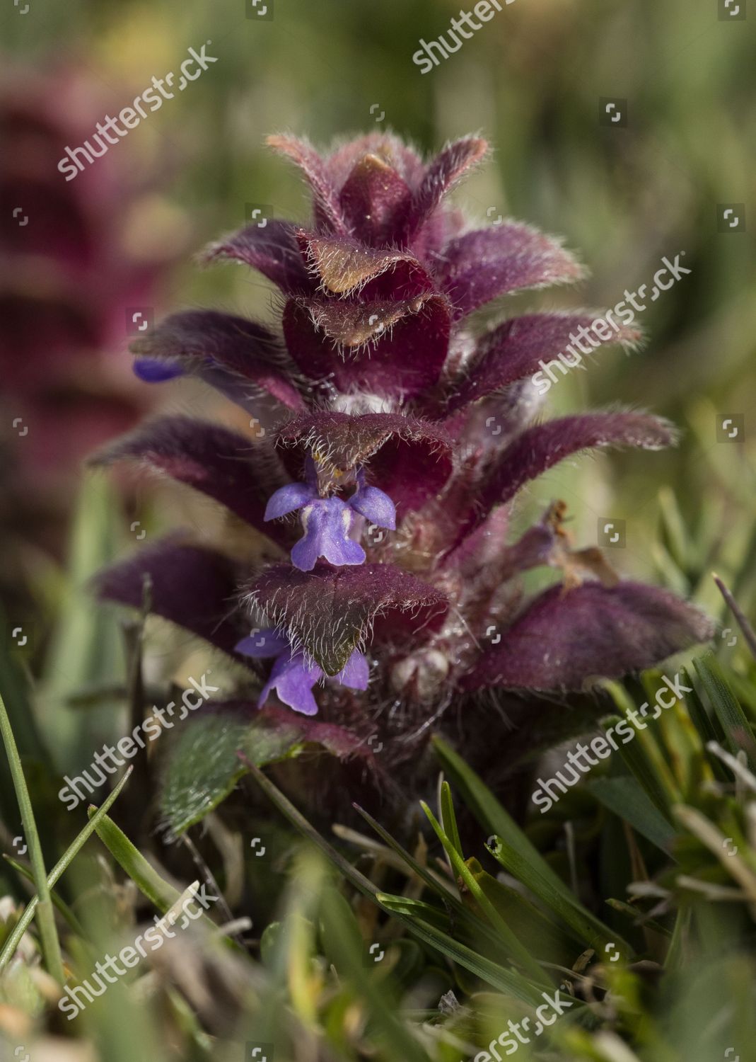 Pyramidal Bugle Ajuga Pyramidalis High Grassland Editorial Stock Photo ...