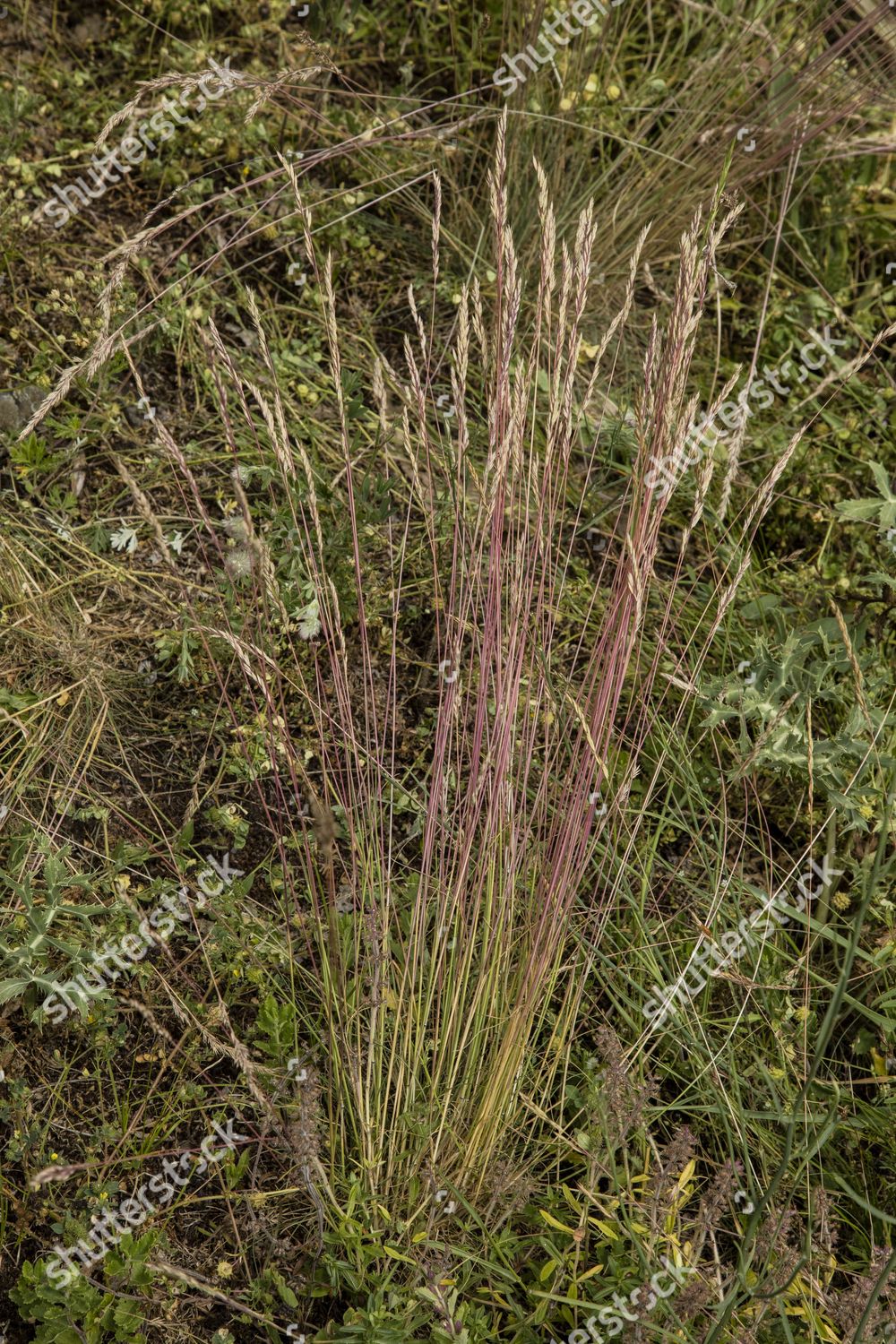 Fescue Grass Festuca Rupicola Dry Limestone Editorial Stock Photo ...