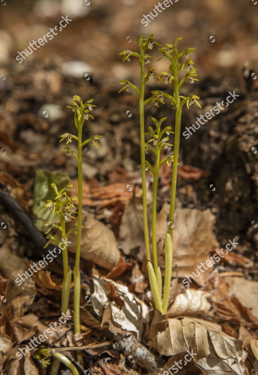 Coralroot Orchid Corallorhiza Trifida Coralroot Orchid Editorial Stock ...