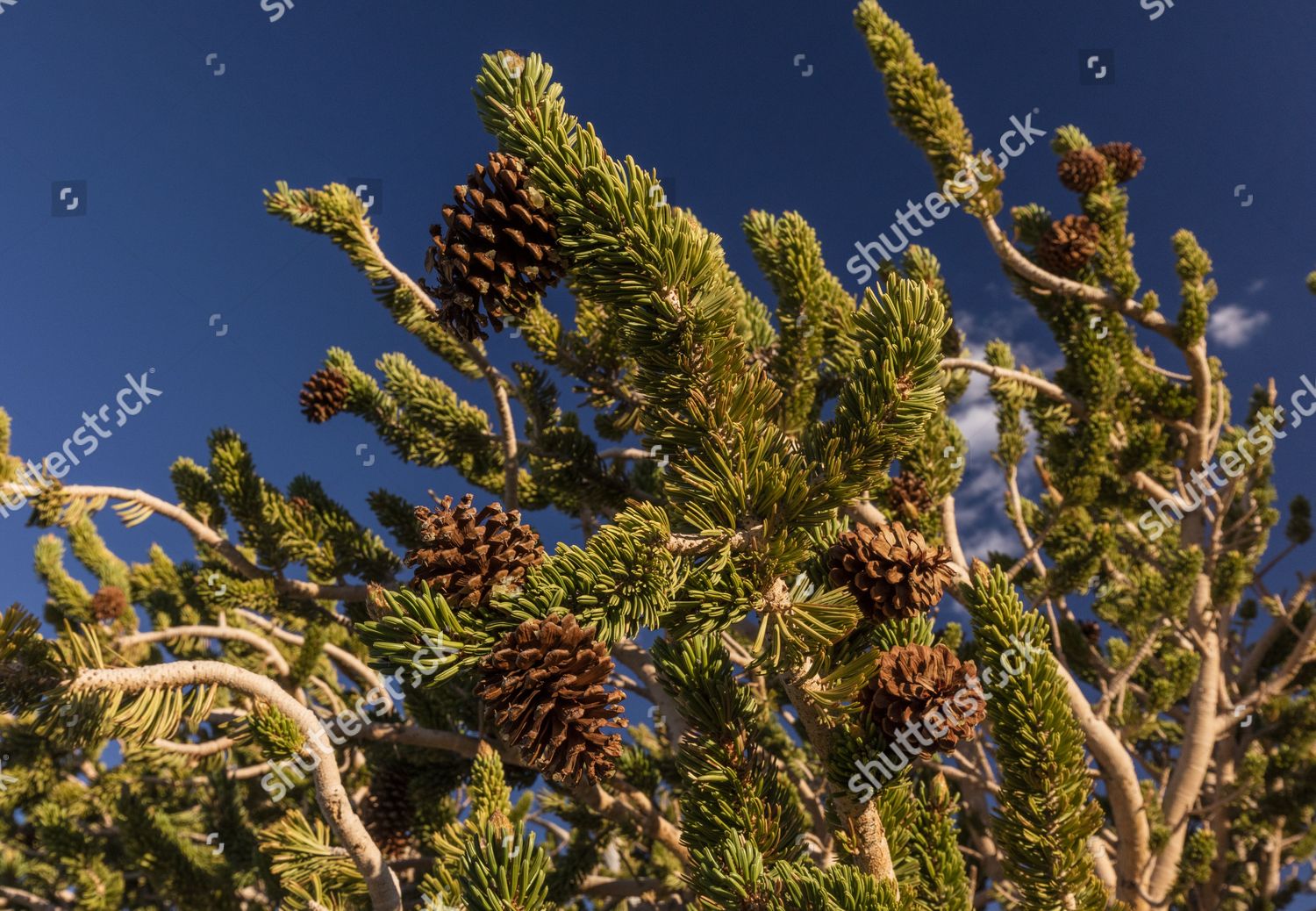 Bristlecone Pine Pinus Longaeva Female Cones Editorial Stock Photo ...