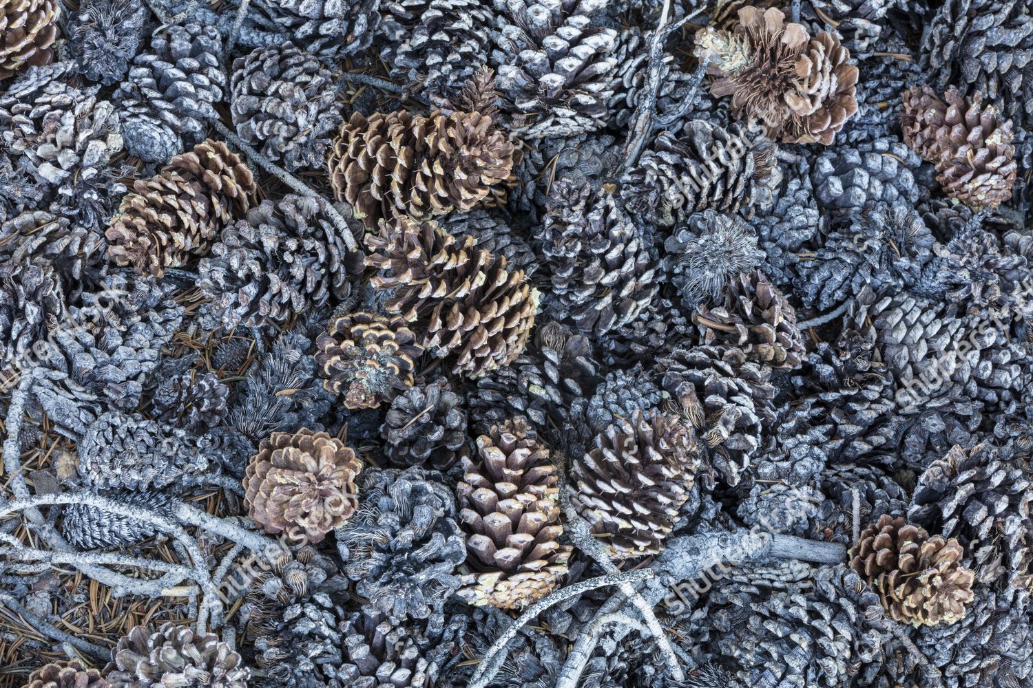 Bristlecone Pine Pinus Longaeva Female Cones Editorial Stock Photo ...