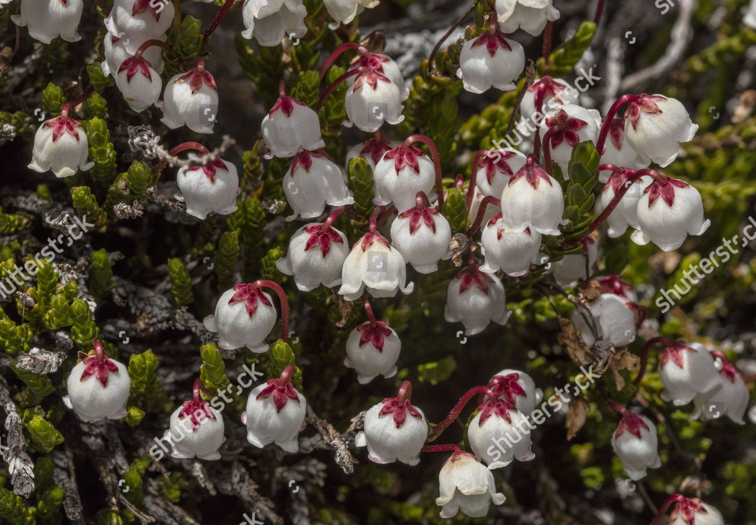 White Mountain Heather Cassiope Mertensiana Flower Editorial Stock ...