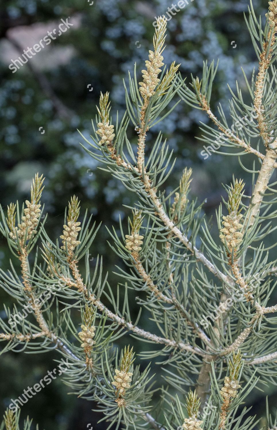 Singleleaf Pinyon Pinus Monophylla Pine Foliage Editorial Stock Photo ...