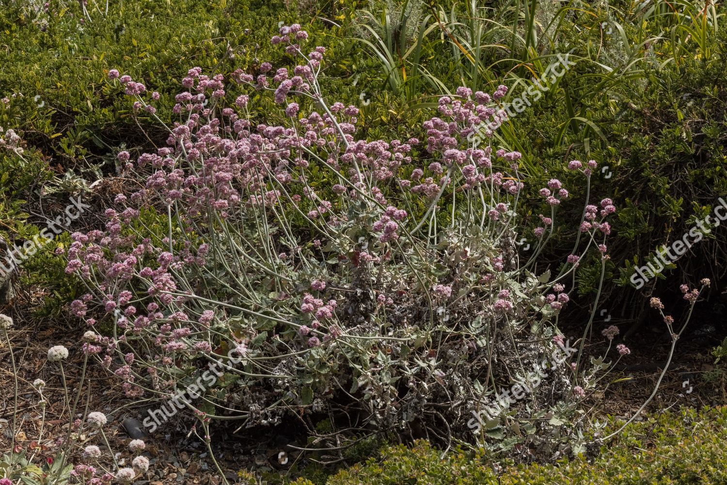Redflower Buckwheat San Miguel Island Buckwheat Editorial Stock Photo ...