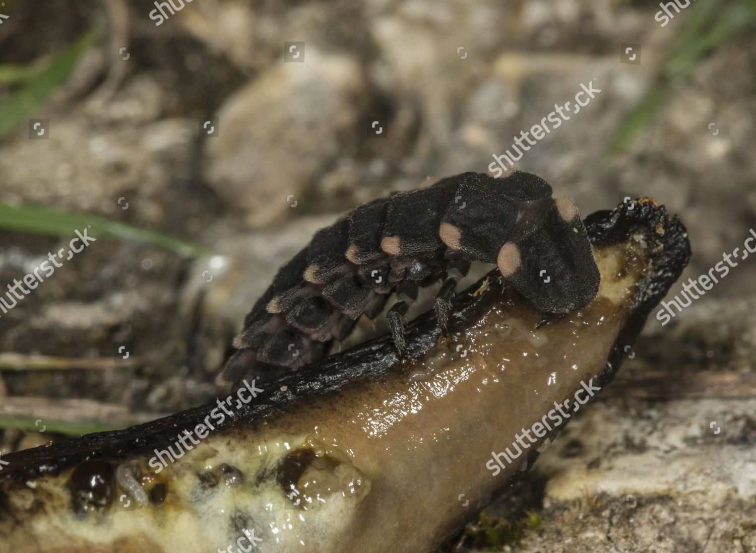 Glowworm Larva Lampyris Noctiluca Feeding On Editorial Stock Photo ...