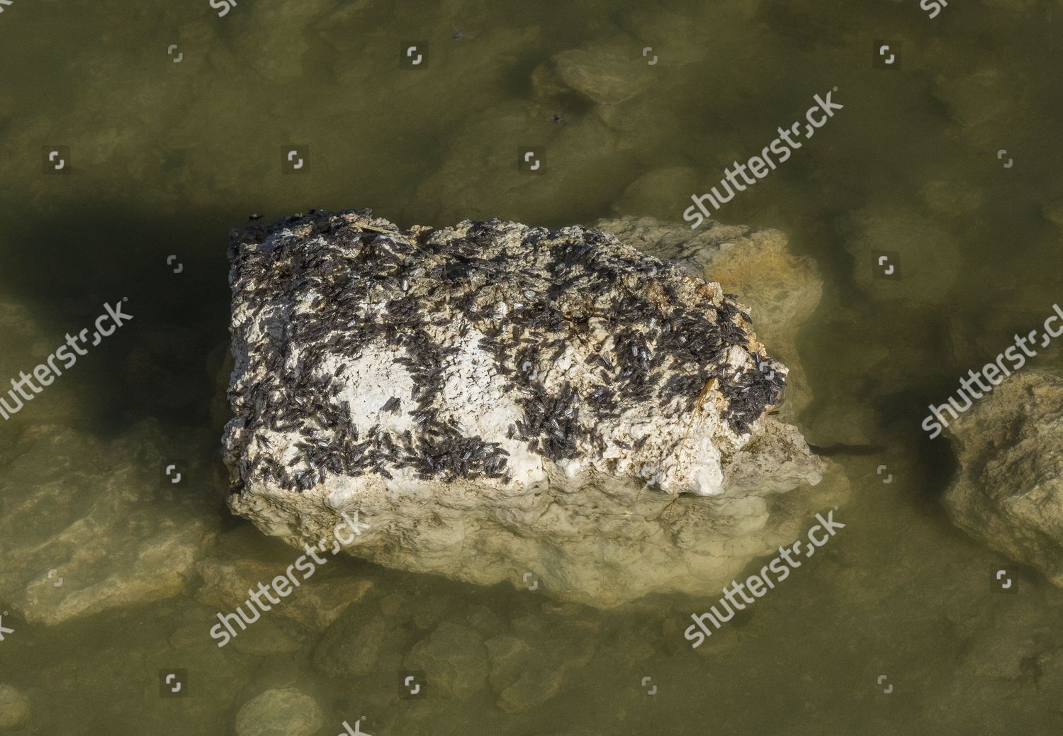 Alkali Flies Ephydra Hians Gathered On Editorial Stock Photo - Stock ...