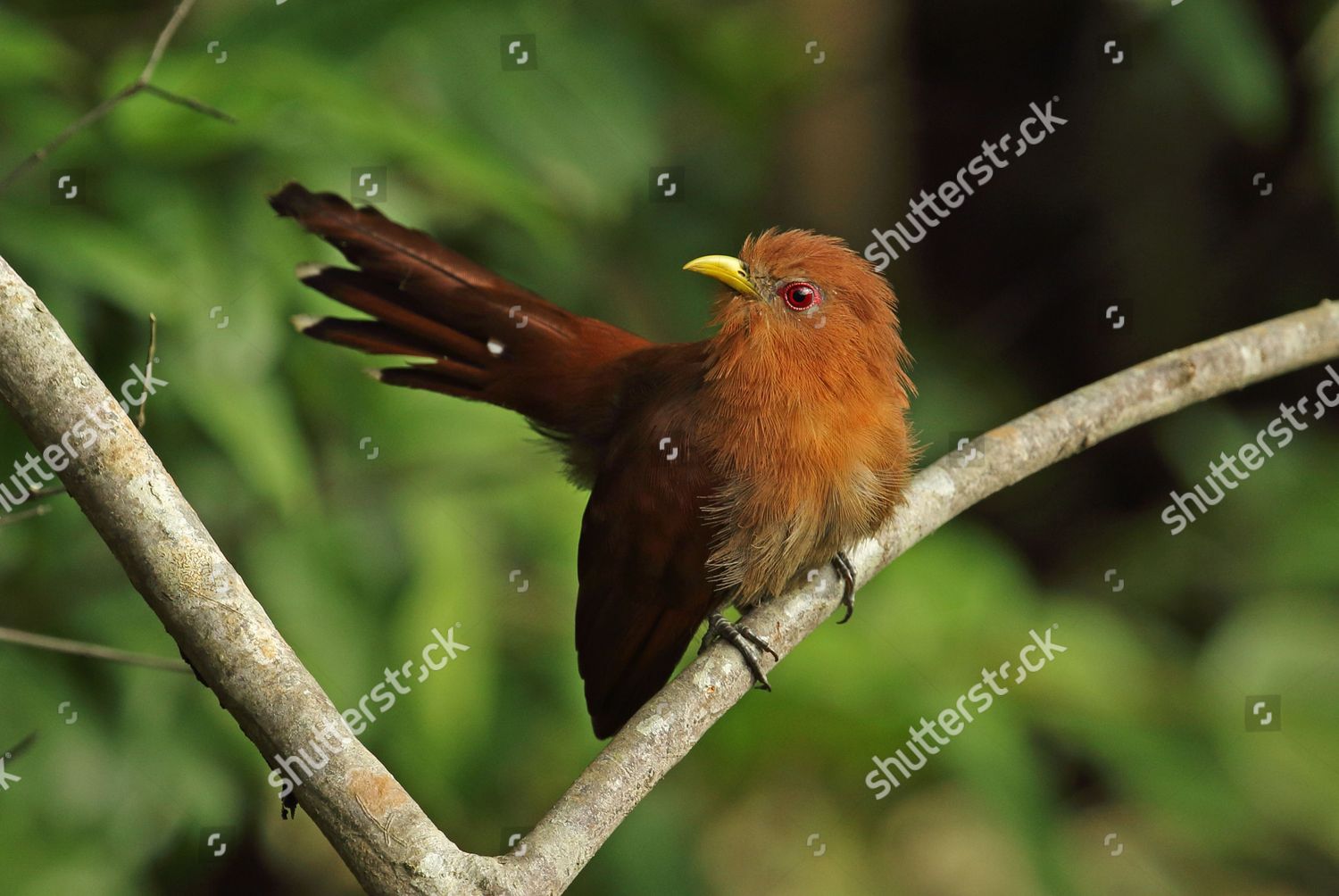 Little Cuckoo Coccycua Minuta Minuta Adult Editorial Stock Photo ...