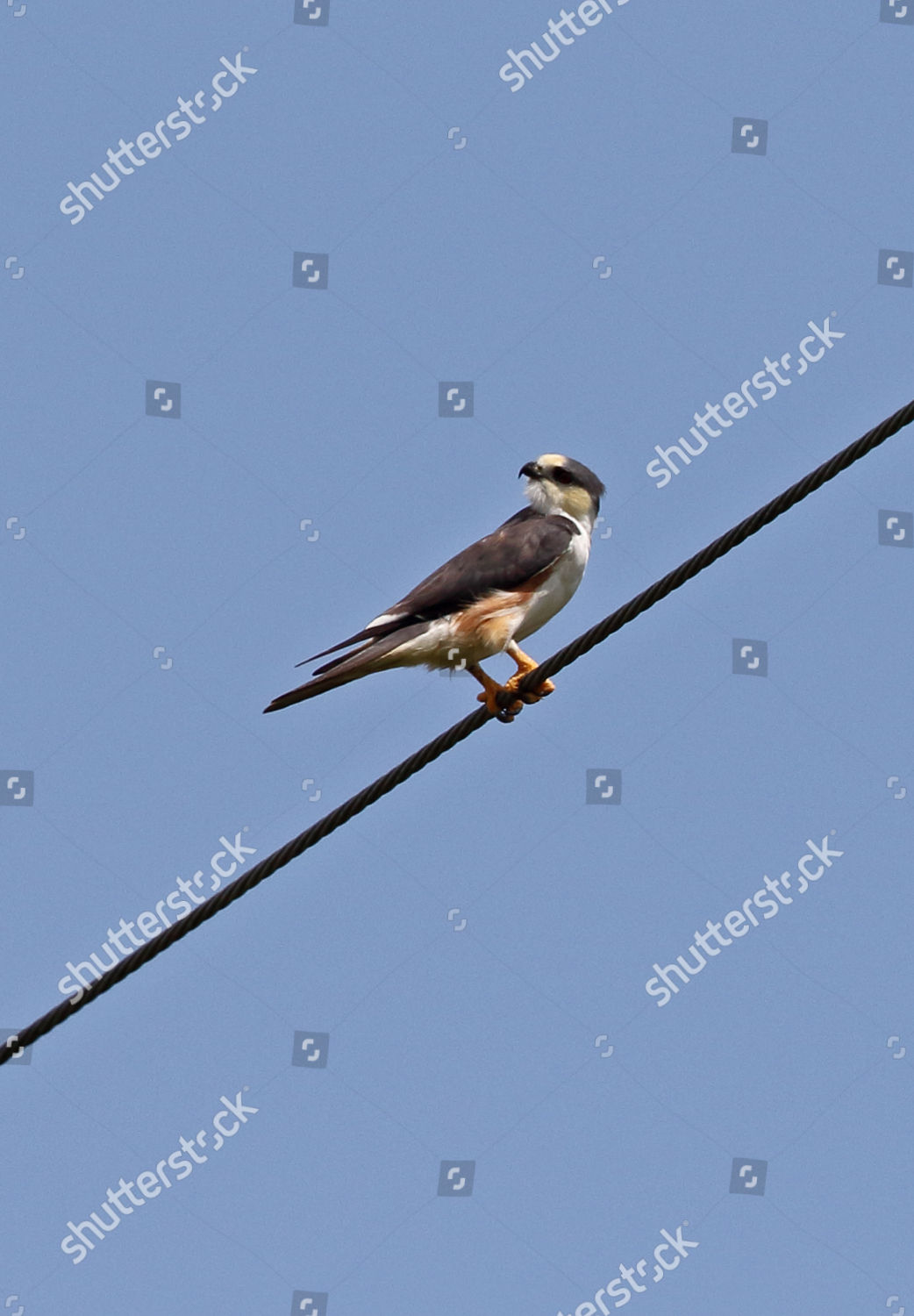 Pearl Kite Gampsonyx Swainsonii Leonae Adult Editorial Stock Photo ...
