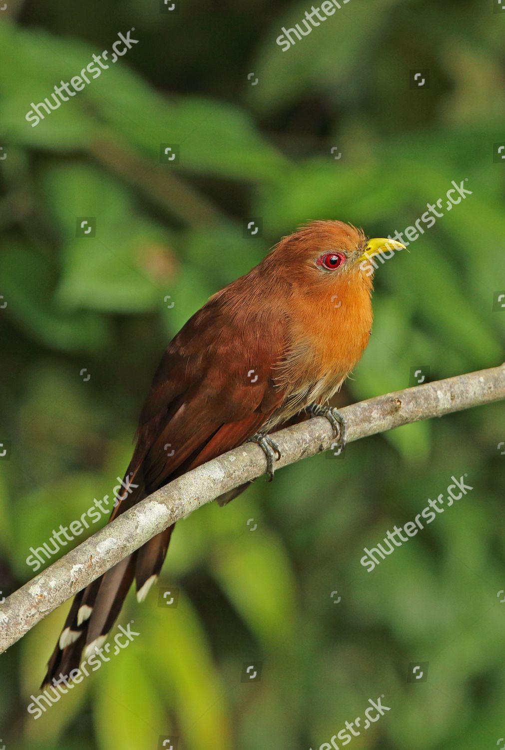 Little Cuckoo Coccycua Minuta Minuta Adult Editorial Stock Photo ...