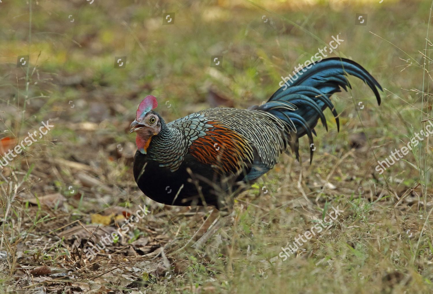 Green Junglefowl Gallus Varius Adult Male Editorial Stock Photo - Stock ...
