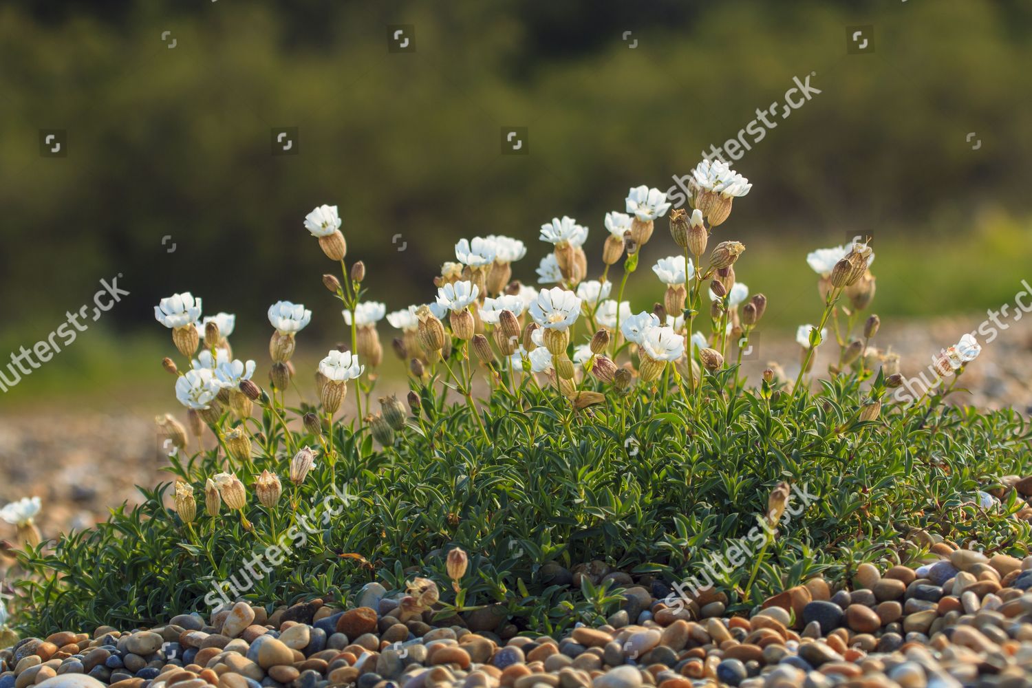 Flowering Clump Sea Campion Silene Maritima Editorial Stock Photo ...