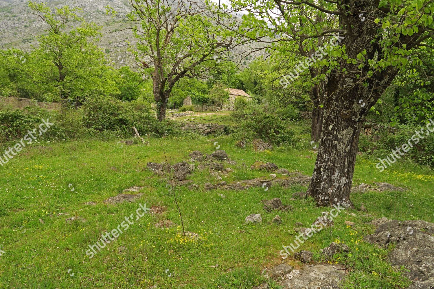 Adandoned Overgrown Farmstead Popovo Polje Karst Editorial Stock Photo ...