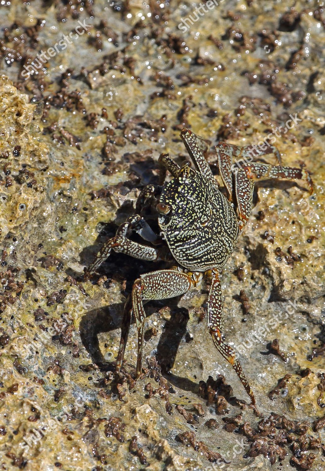 Grapsus Crab Grapsus Tenuicrustatus Adult On Editorial Stock Photo ...