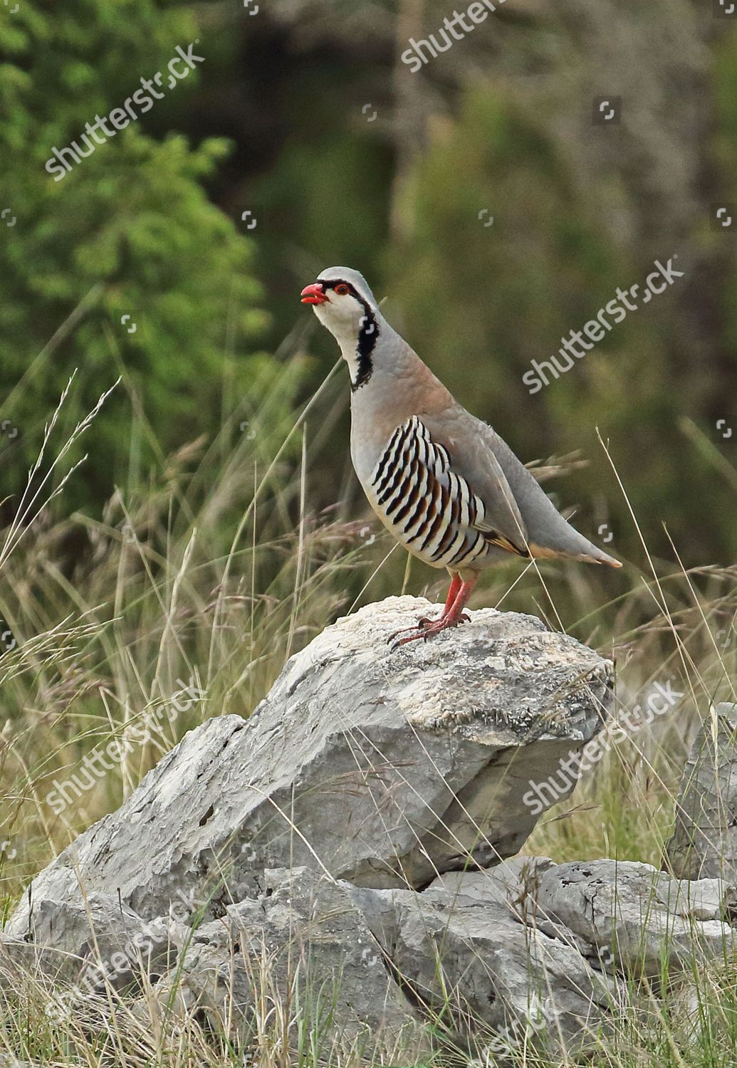Rock Partridge Alectoris Graeca Saxatilis Adult Editorial Stock Photo ...