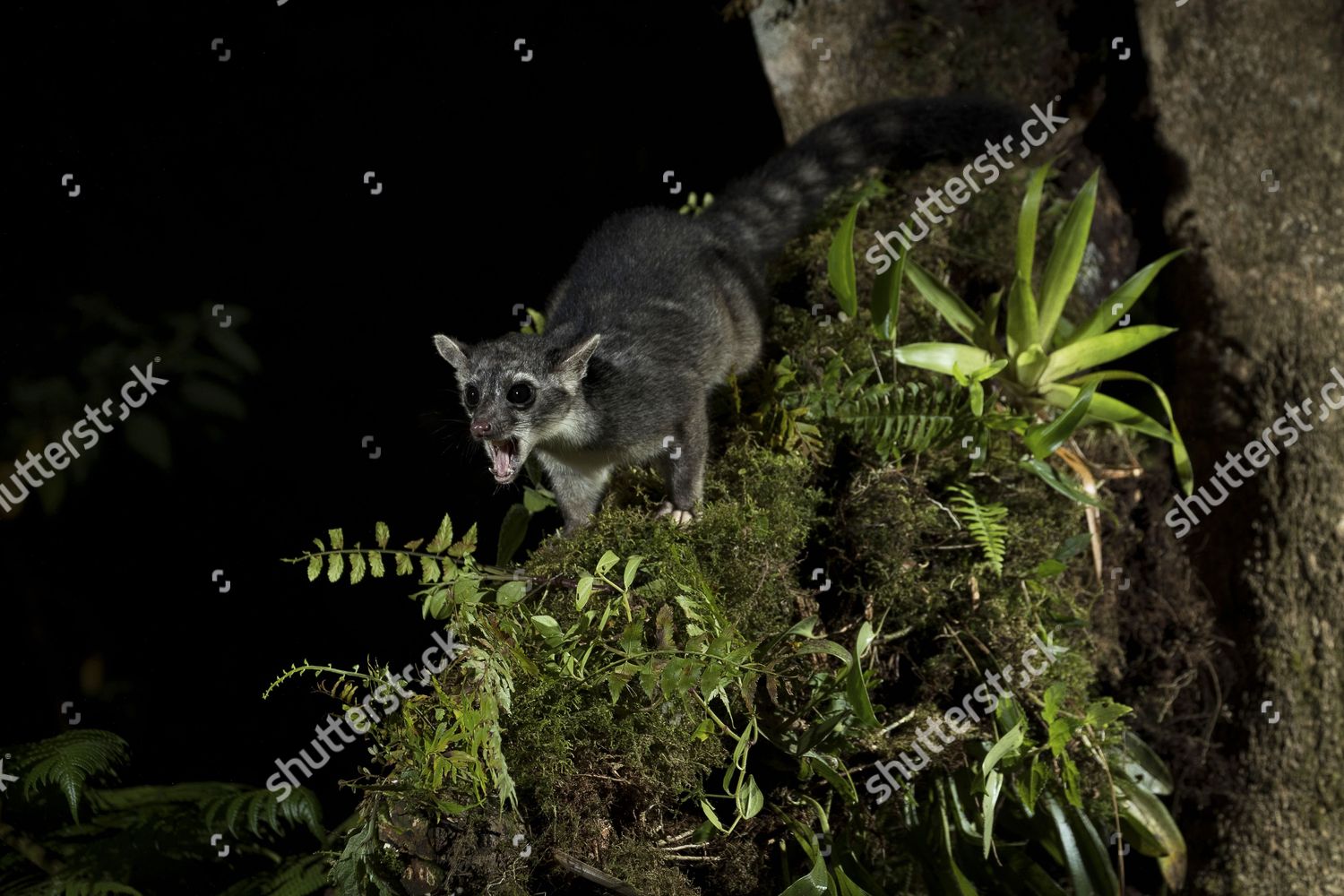 Central American Cacomistle Bassariscus Sumichrasti On Editorial Stock ...