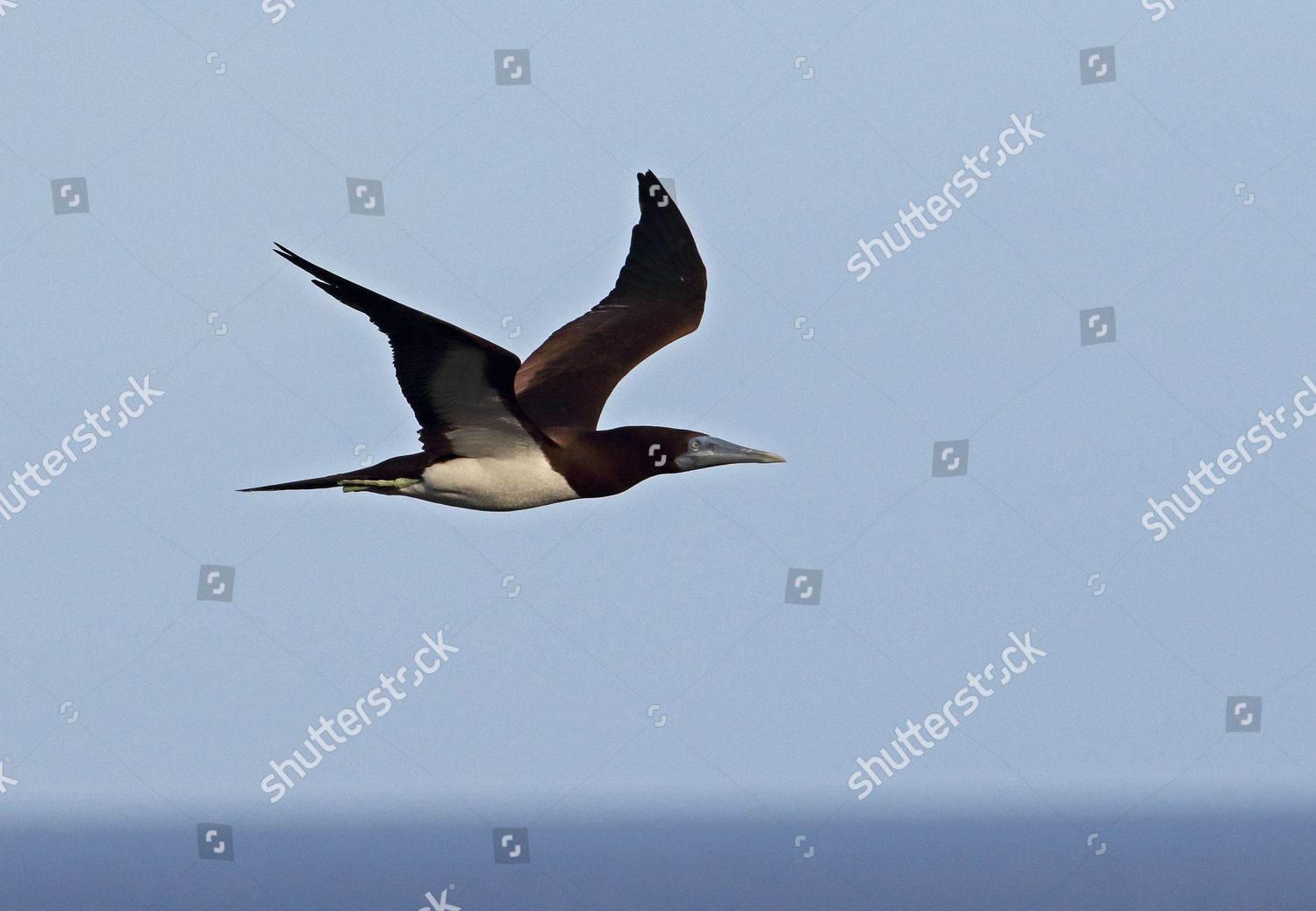 Brown Booby Sula Leucogaster Plotus Adut Editorial Stock Photo - Stock ...