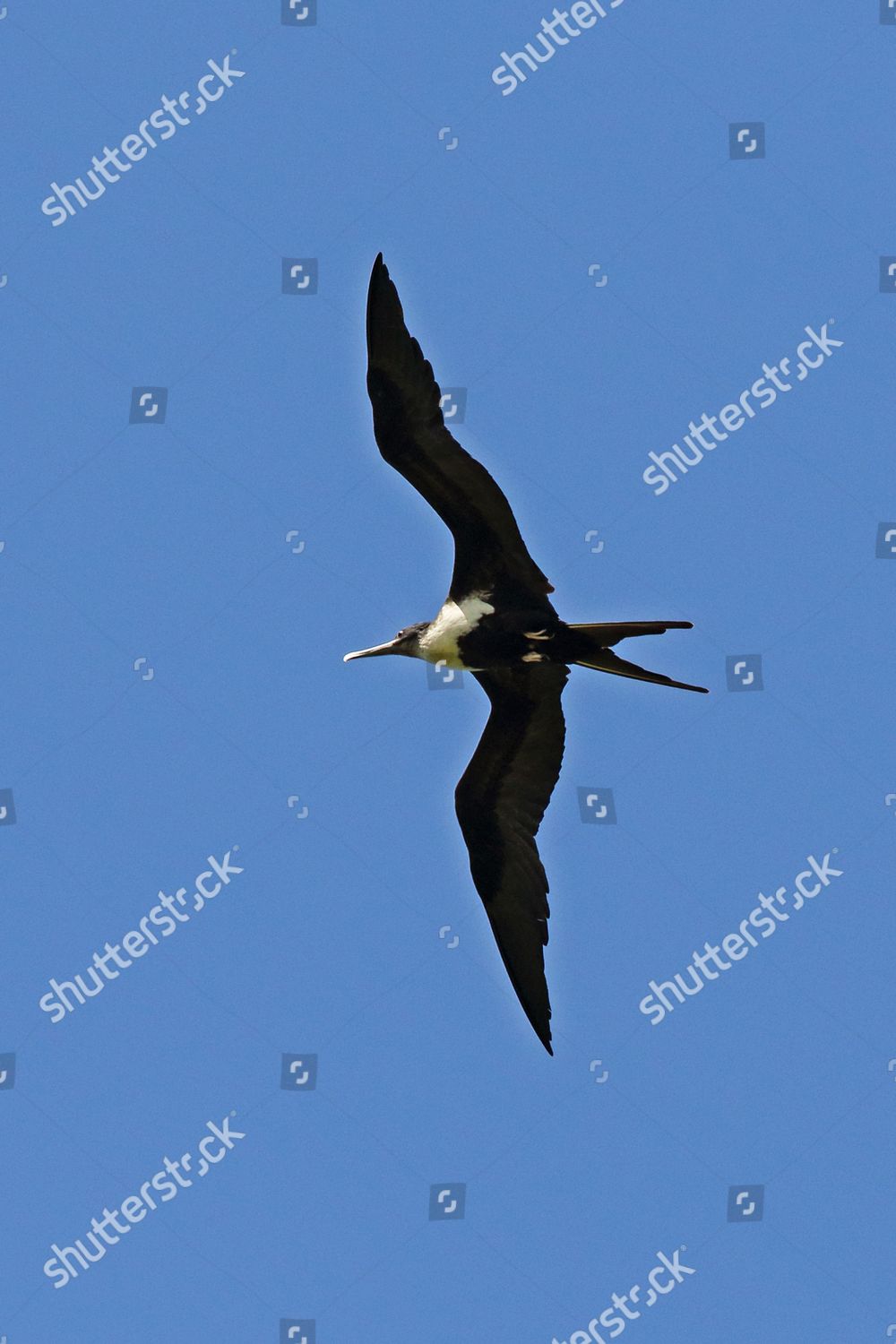 Lesser Frigatebird Fregata Ariel Ariel Female Editorial Stock Photo ...