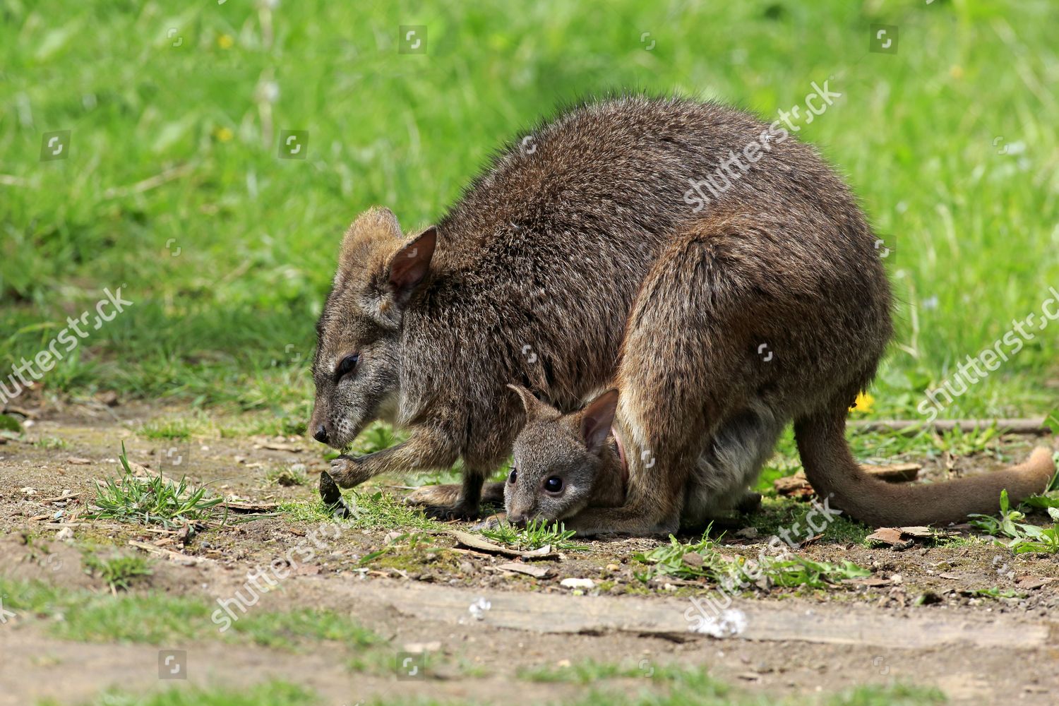 Parma Wallaby Macropus Parma Mother Young Editorial Stock Photo - Stock ...