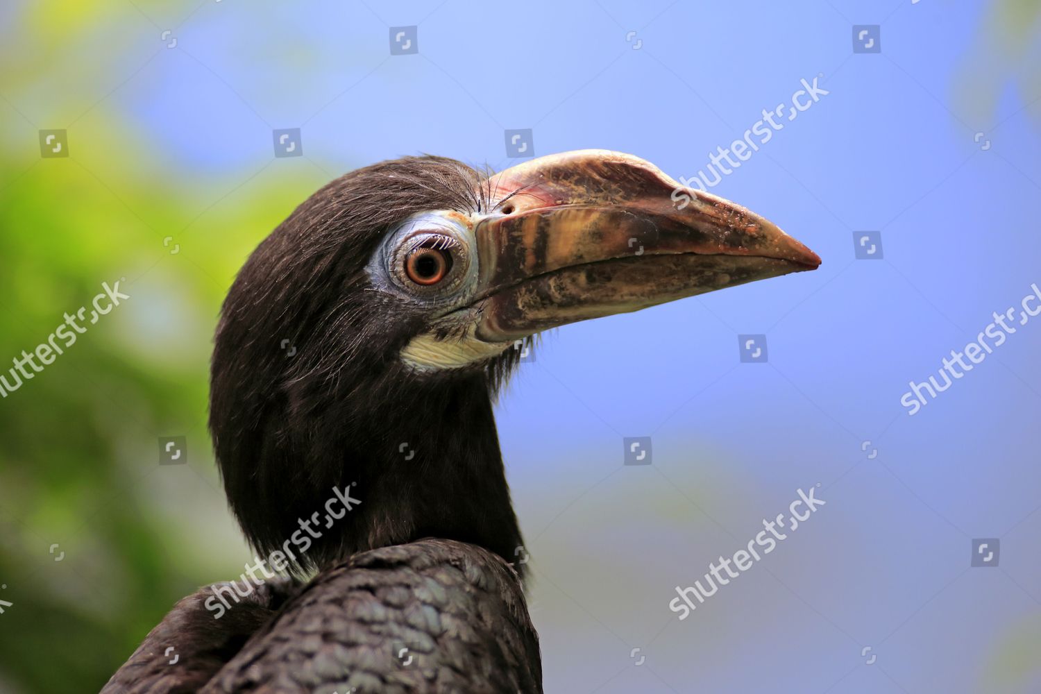 Visayan Tarictic Hornbill Penelopides Panini Panini Editorial Stock ...