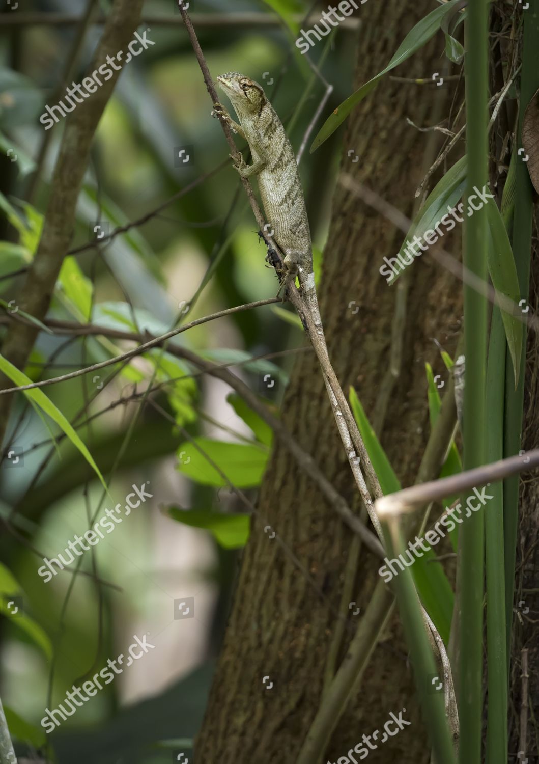 Canopy Lizard Polychrus Gutturosus Gamboa Panama Editorial Stock Photo ...