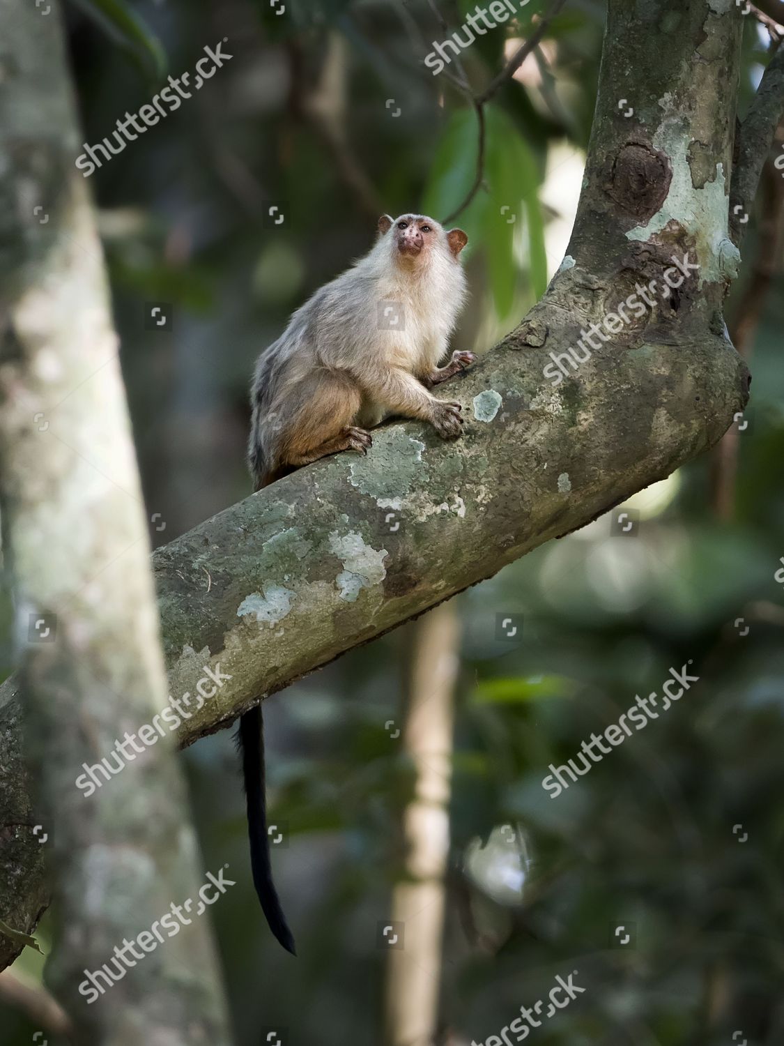 Snethlages Marmoset Mico Emiliae Mato Grosso Editorial Stock Photo ...