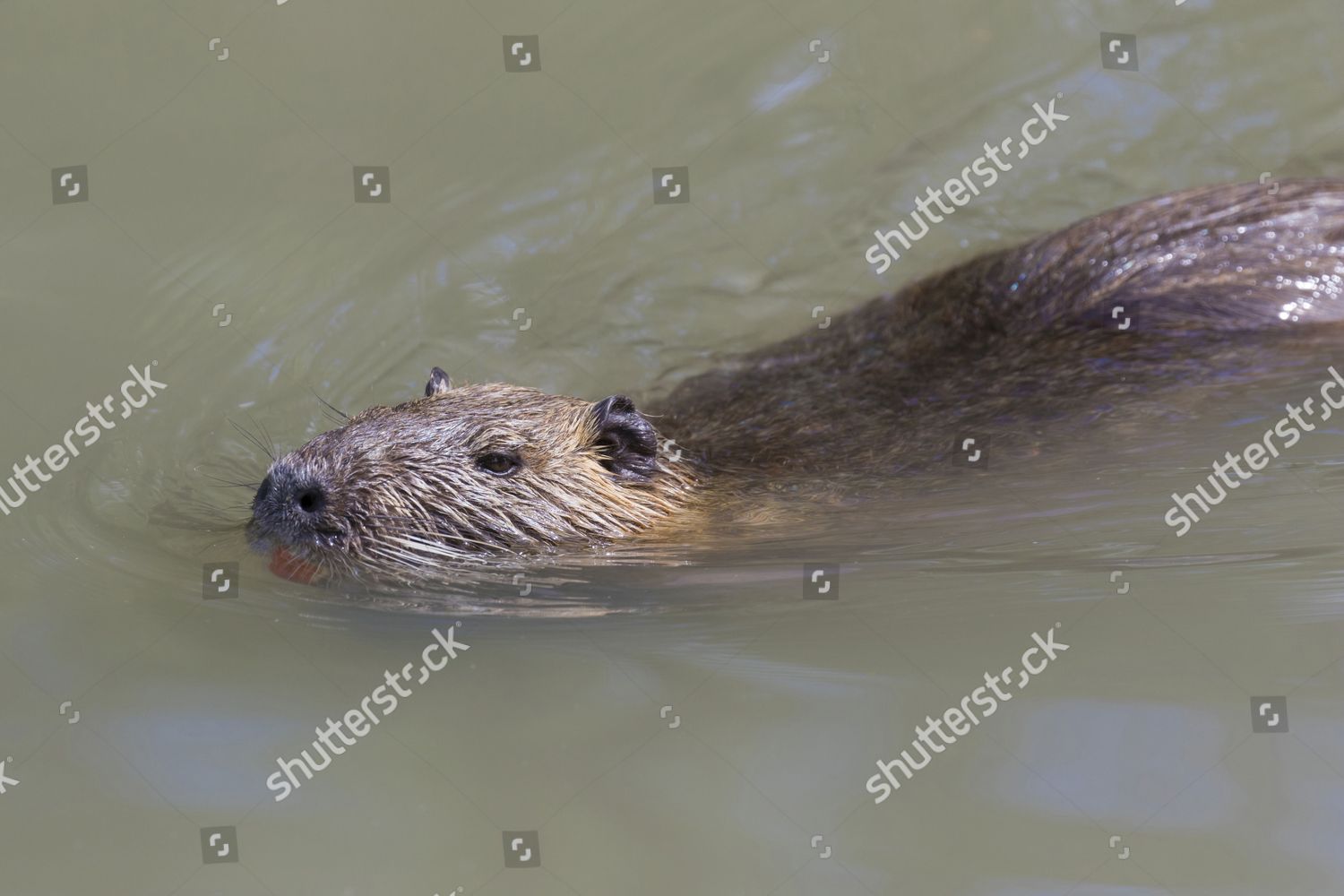 Coypu Myocastor Coypus Swimming Water Camargue Editorial Stock Photo ...