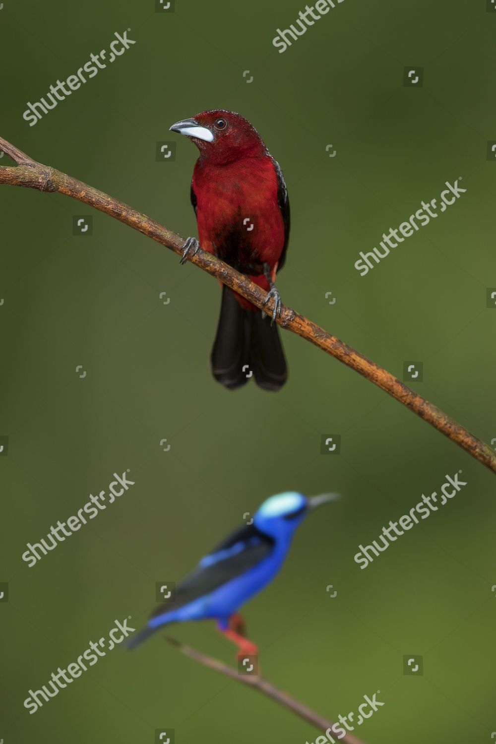 Crimsonbacked Tanager Ramphocelus Dimidiatus Redlegged Honeycreeper ...