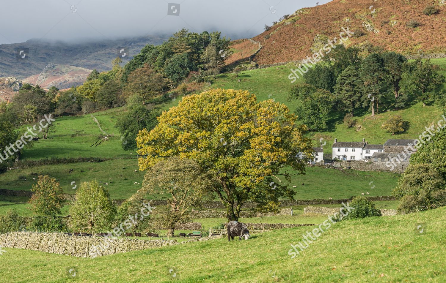 Herdwick Sheep View Grasmere Cumbria Lake Editorial Stock Photo - Stock ...