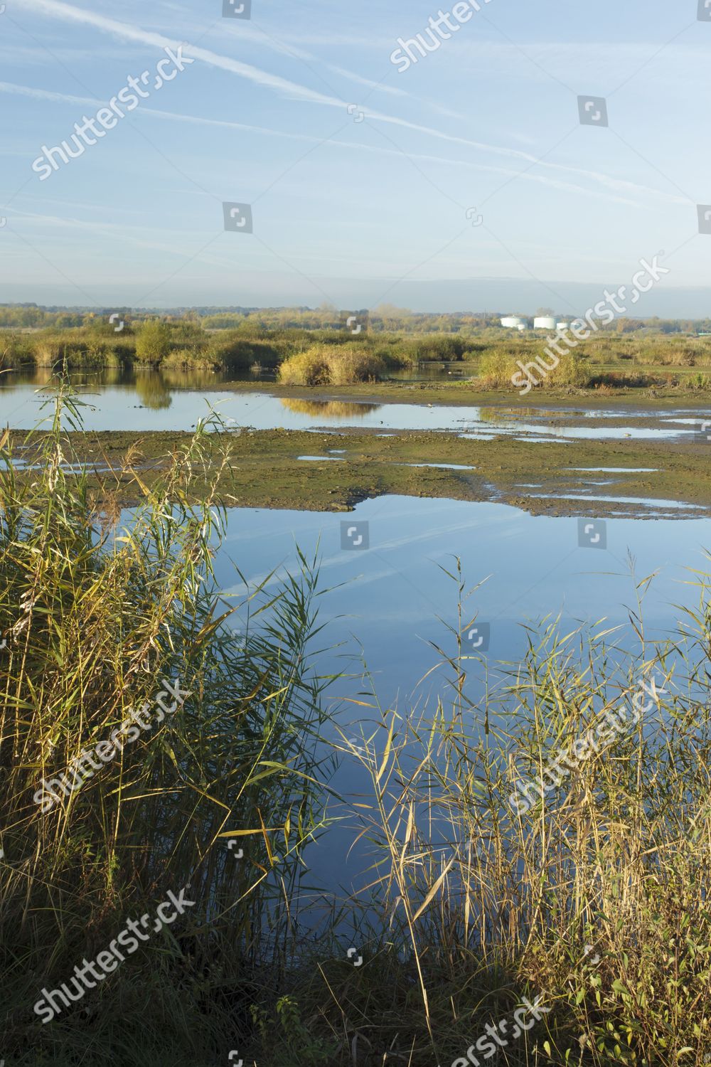 Common Reed Phragmites Australis Reedbed Mudflat Editorial Stock Photo ...