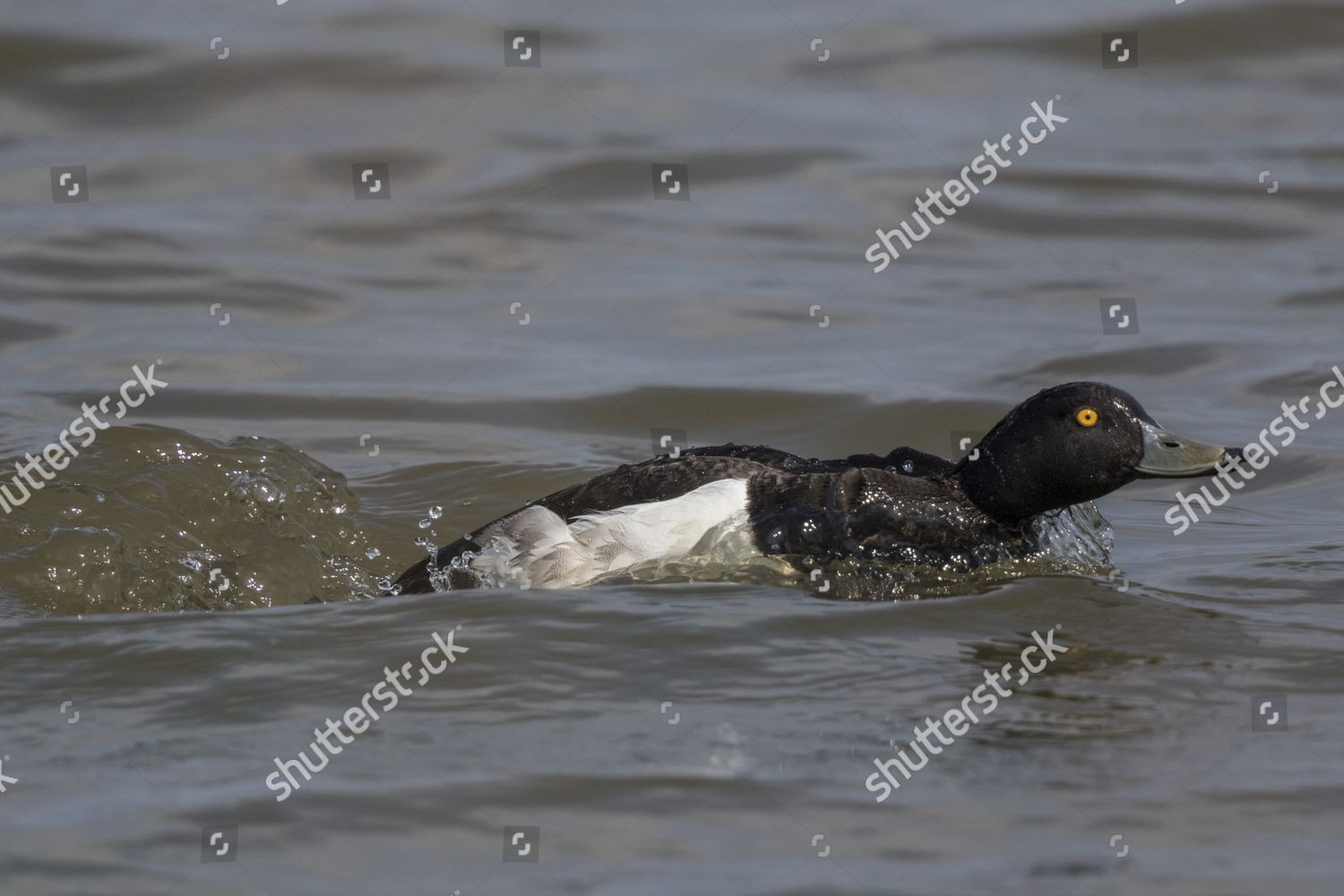 Aggressive Male Tufted Duck Editorial Stock Photo - Stock Image ...