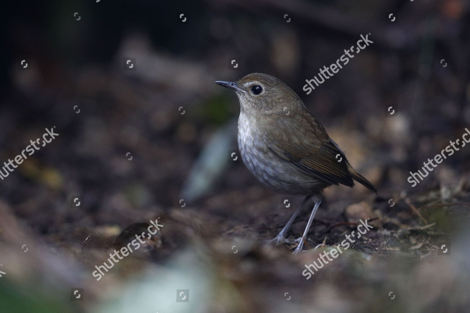 Lesser Shortwing Brachypteryx Leucophrys Adult Standing Editorial Stock ...