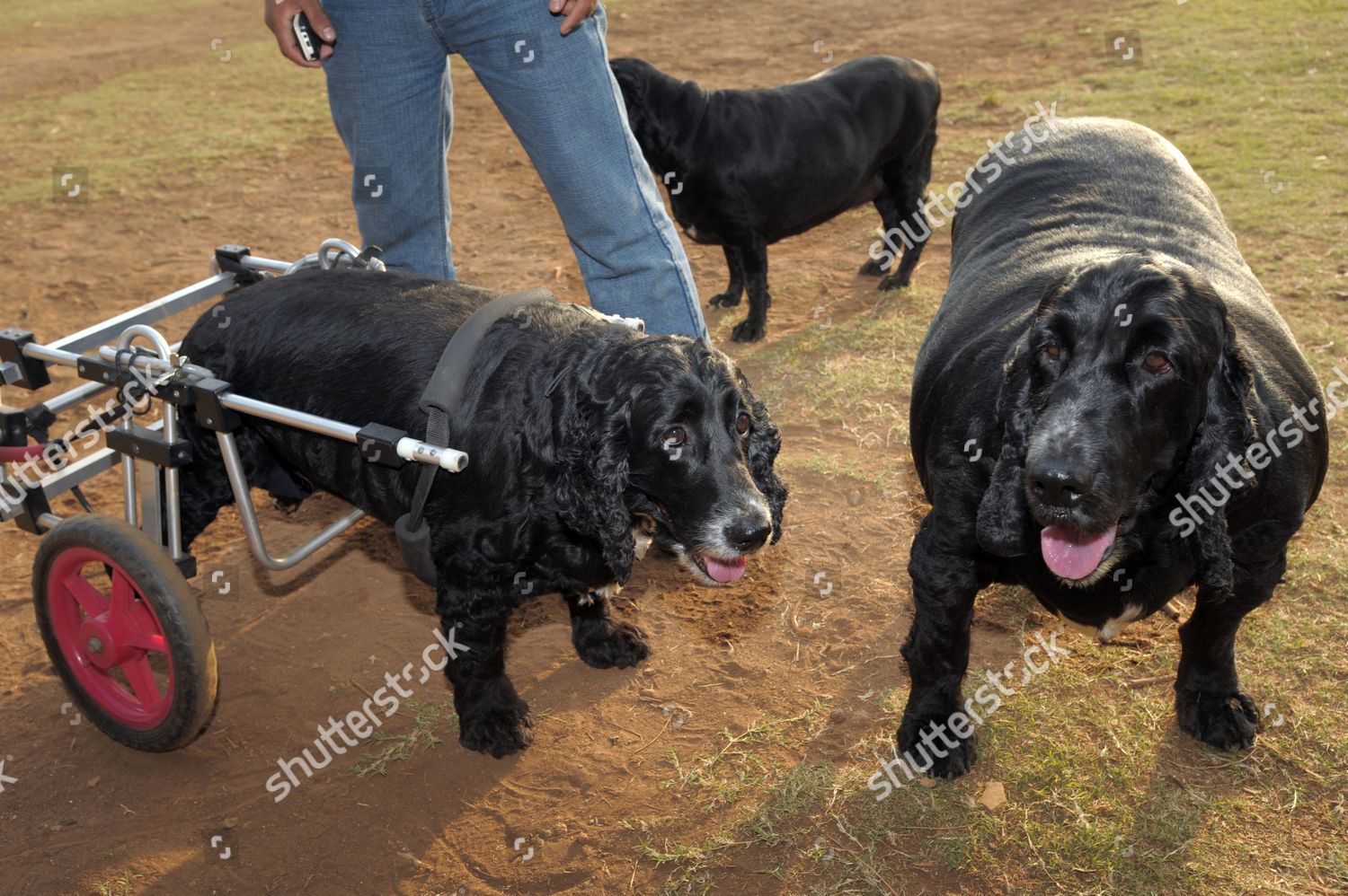 Overweight Cocker Spaniels Maggie Prince Dinah Editorial Stock Photo ...