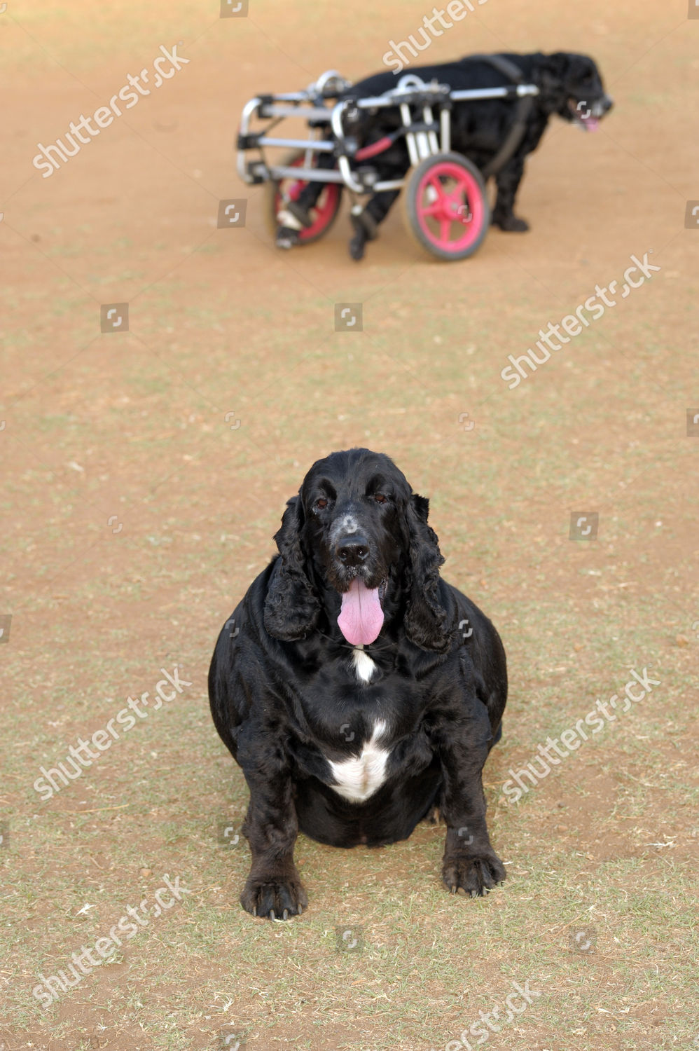 Overweight Cocker Spaniels Maggie Prince Dinah Editorial Stock Photo ...