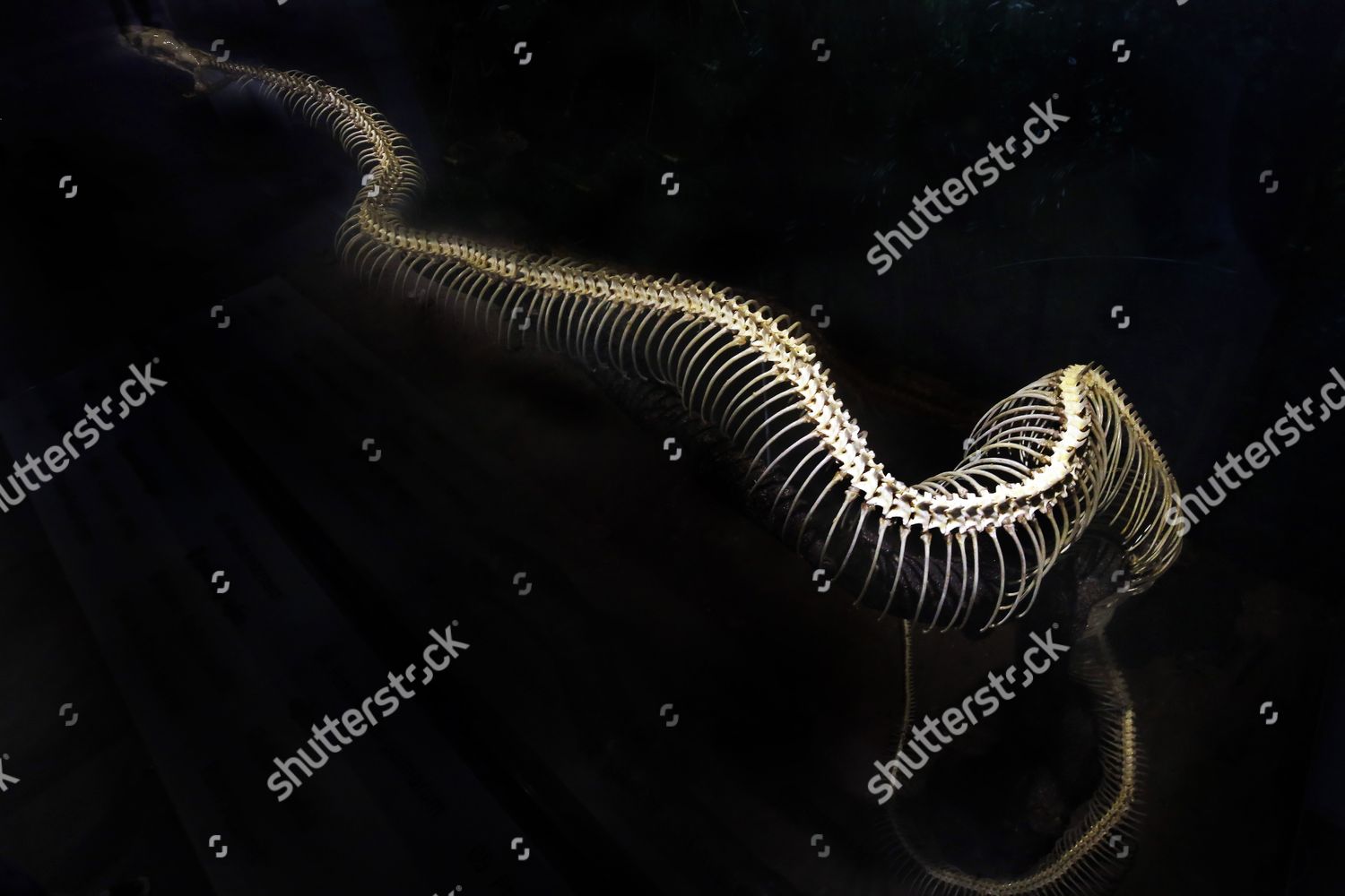Skeleton Sri Lankan Python Python Molurus Editorial Stock Photo - Stock ...