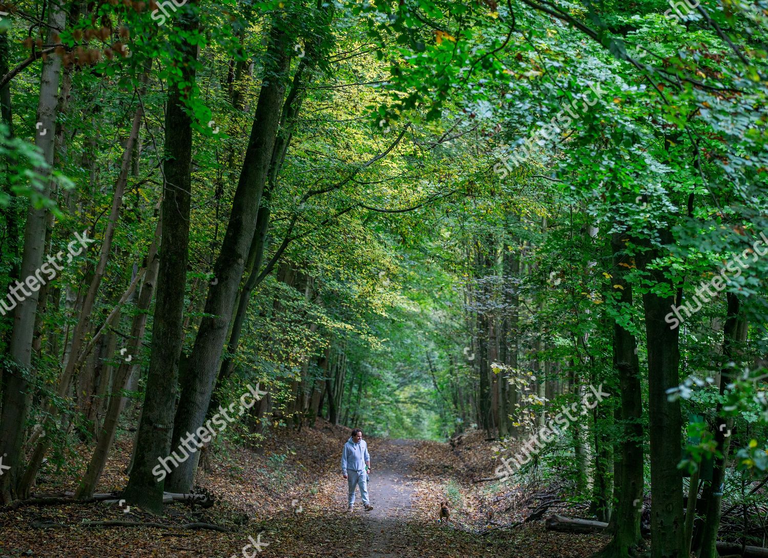 Man Walks His Dog Forest Soigne Editorial Stock Photo - Stock Image ...
